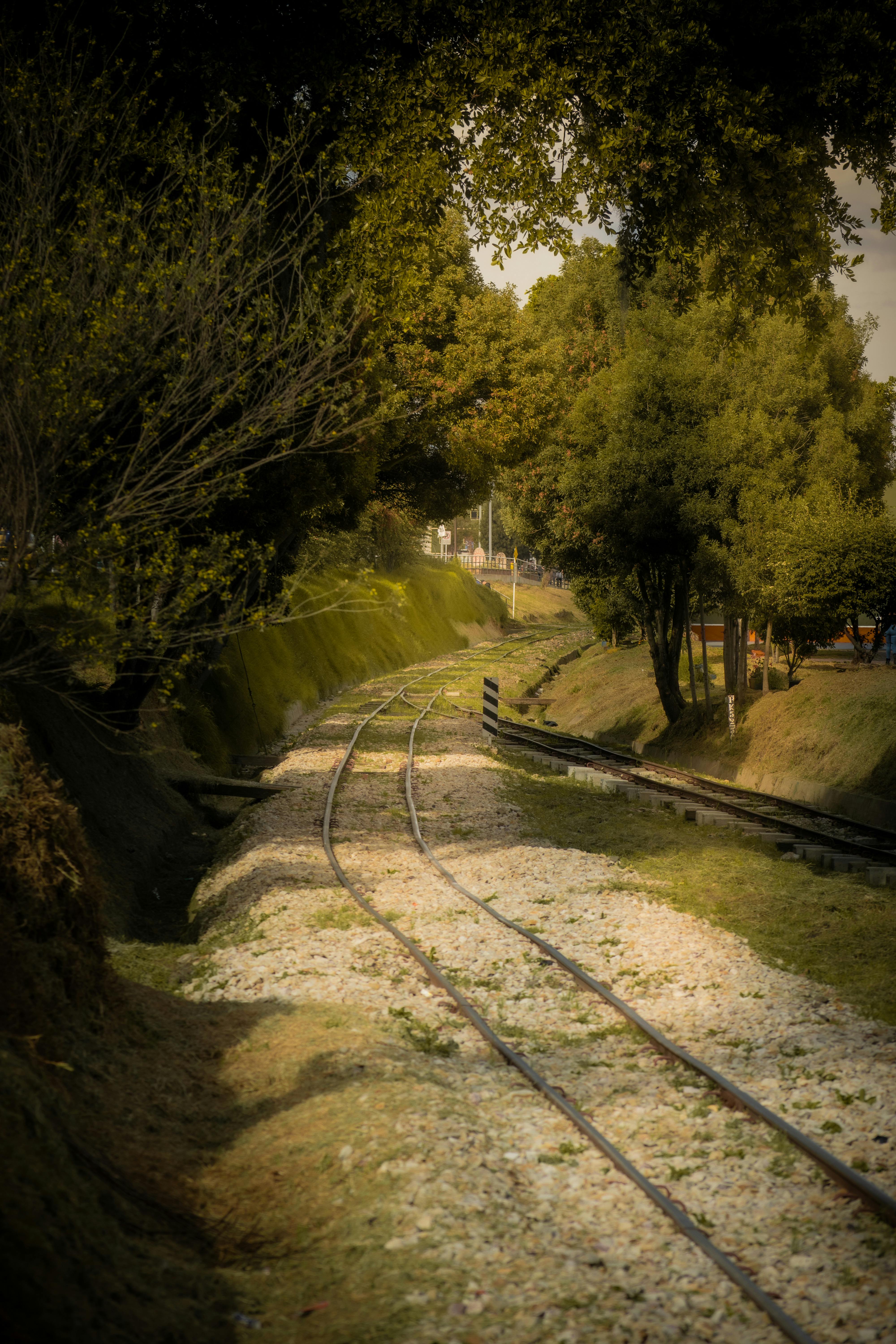 Serene Railway Pathway Through Lush Foliage · Free Stock Photo