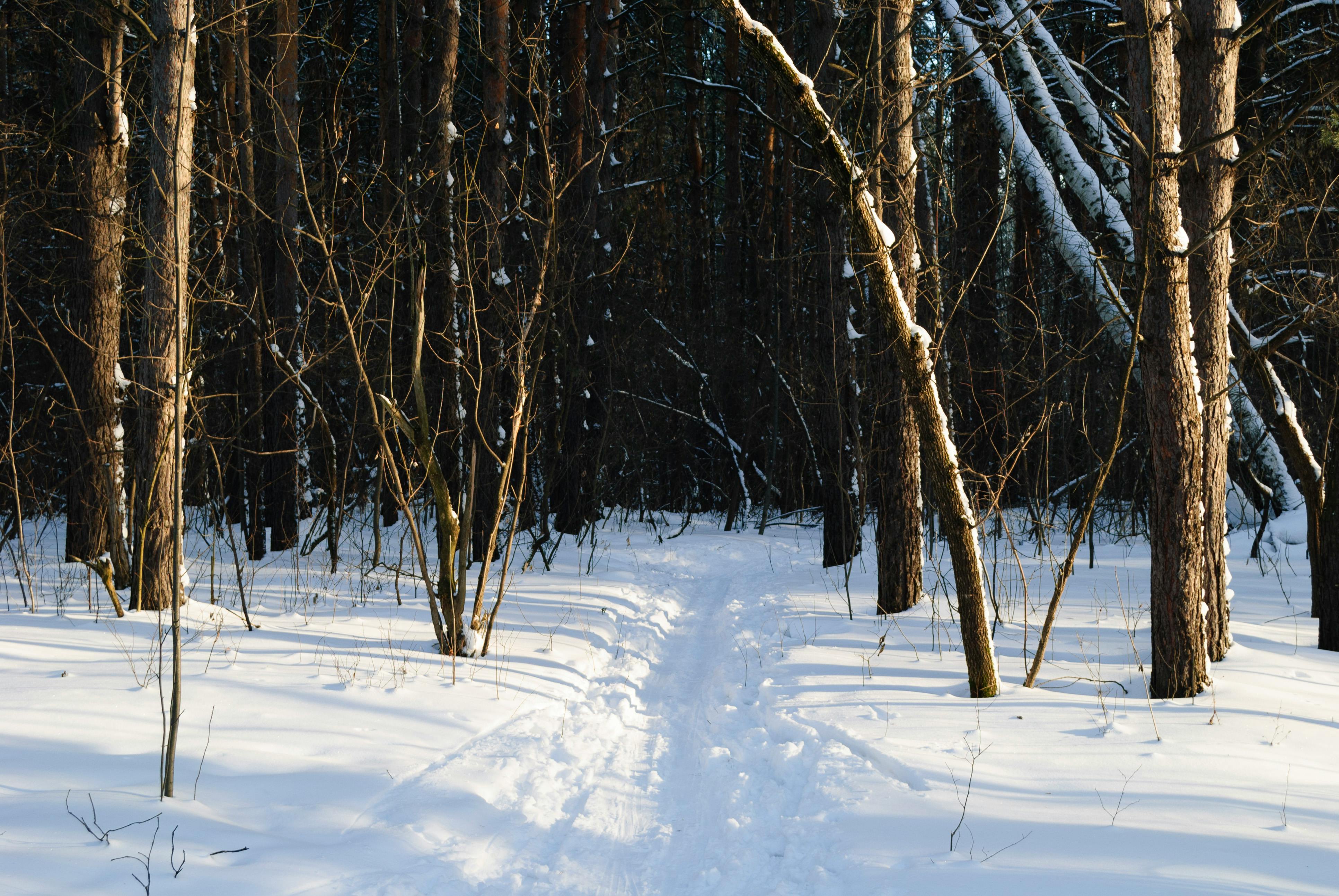 Tranquil Snowy Forest Path in Winter · Free Stock Photo