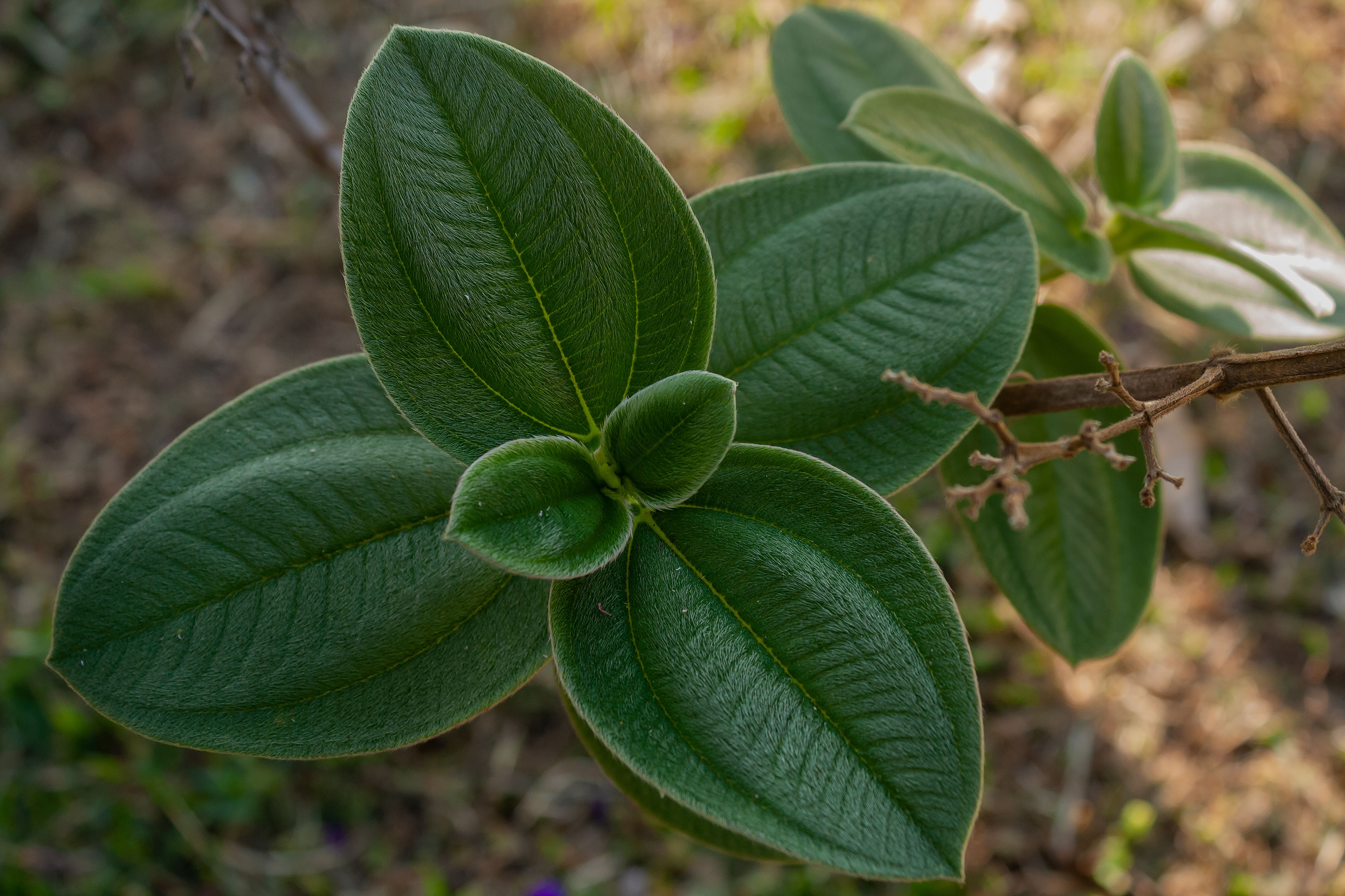 Close-up of Lush Foliage in Mérida, Venezuela · Free Stock Photo