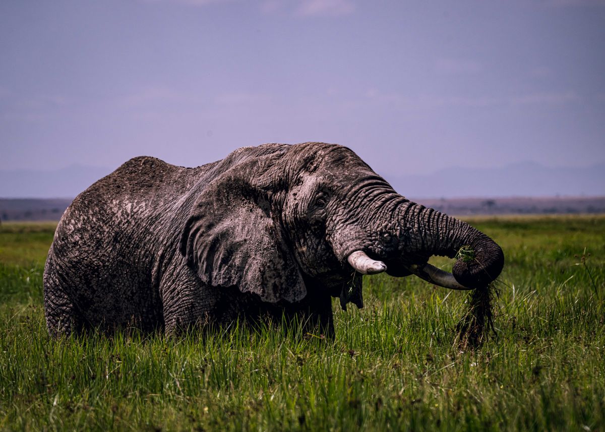Africa Animal Photos, Download The BEST Free Africa Animal Stock Photos ...