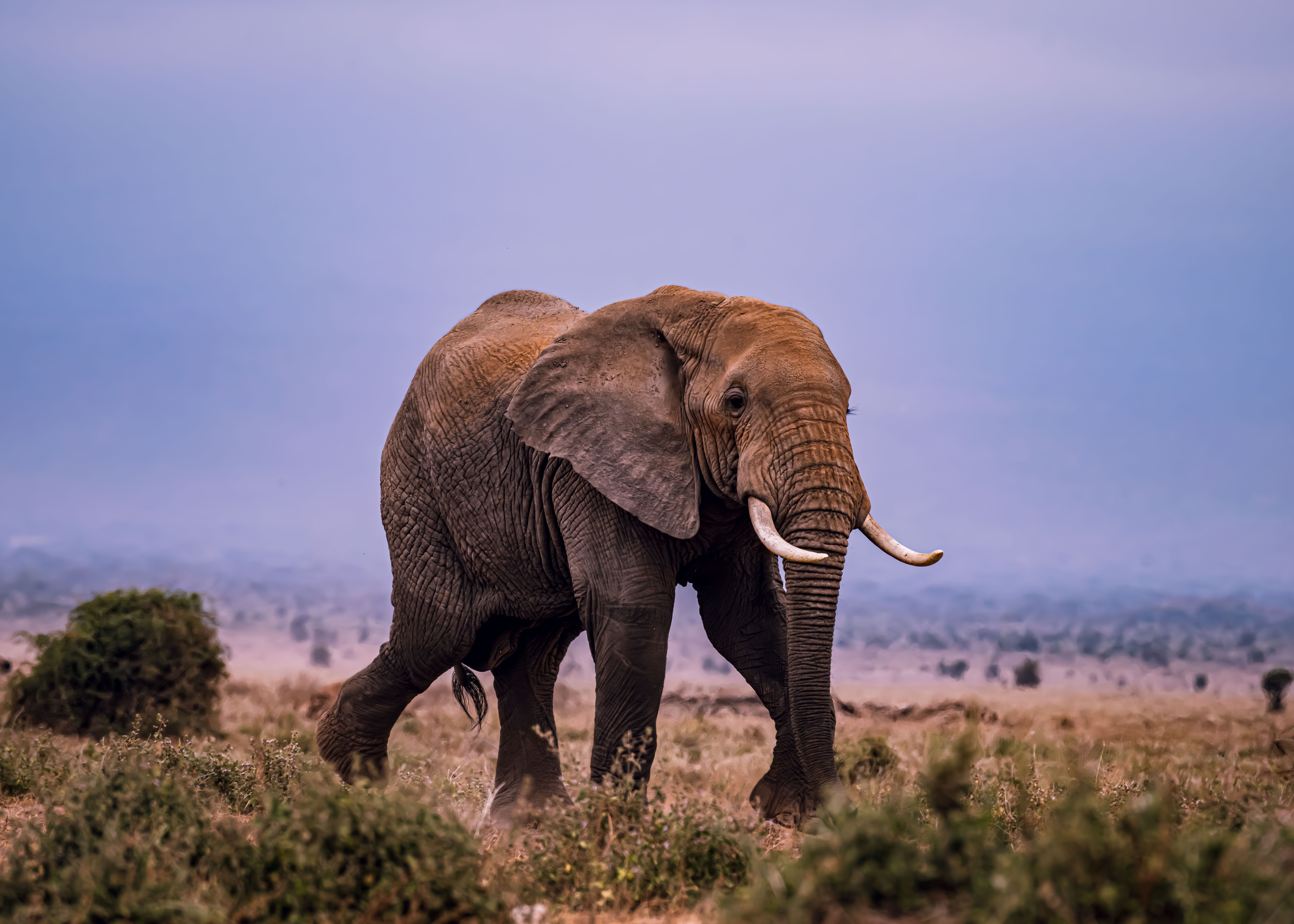 African Elephant in Natural Habitat · Free Stock Photo