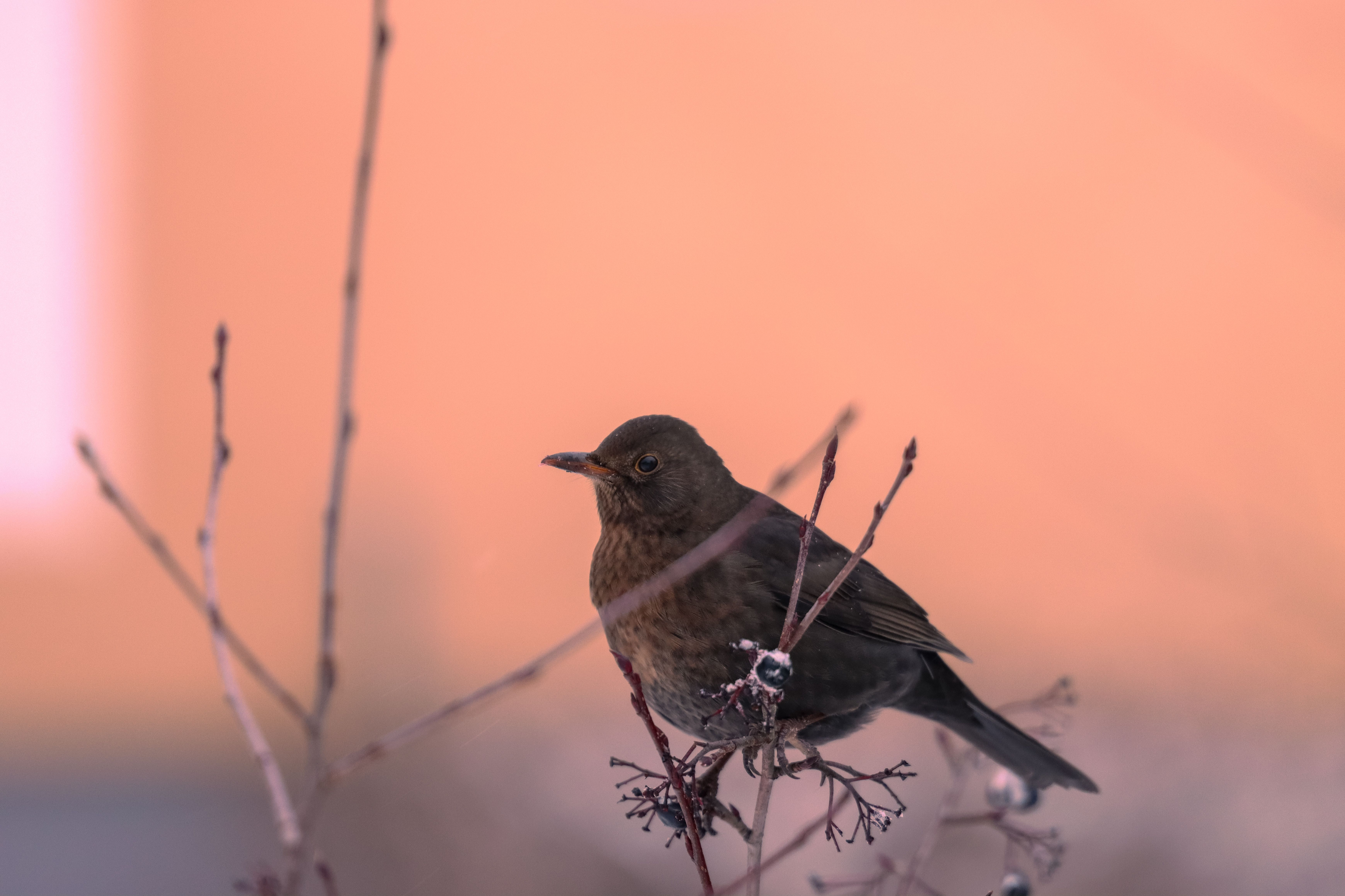 Mirlo Europeo Posado En Una Rama En Invierno · Foto de stock gratuita
