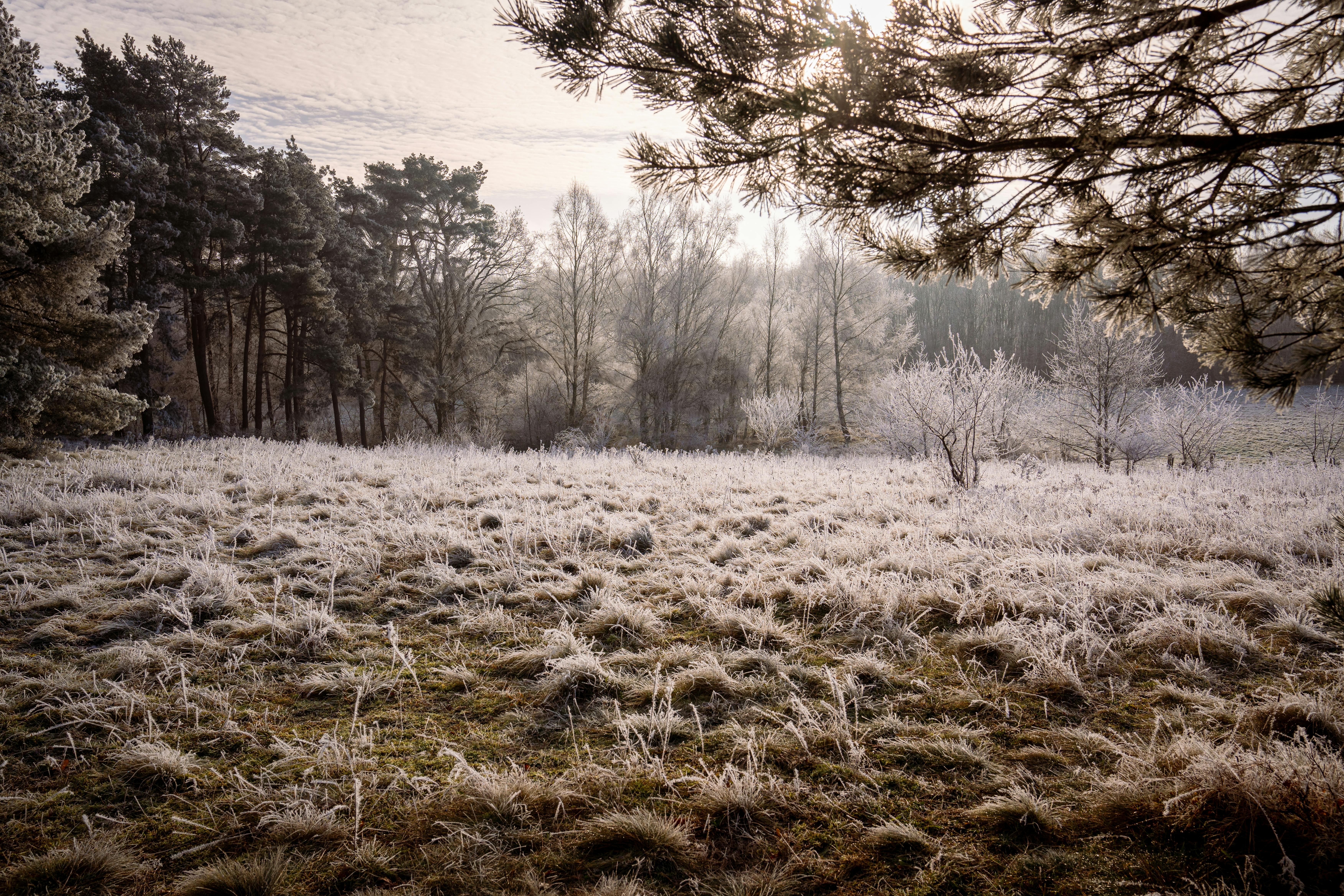 Frosty Winter Landscape in Tranquil Forest · Free Stock Photo