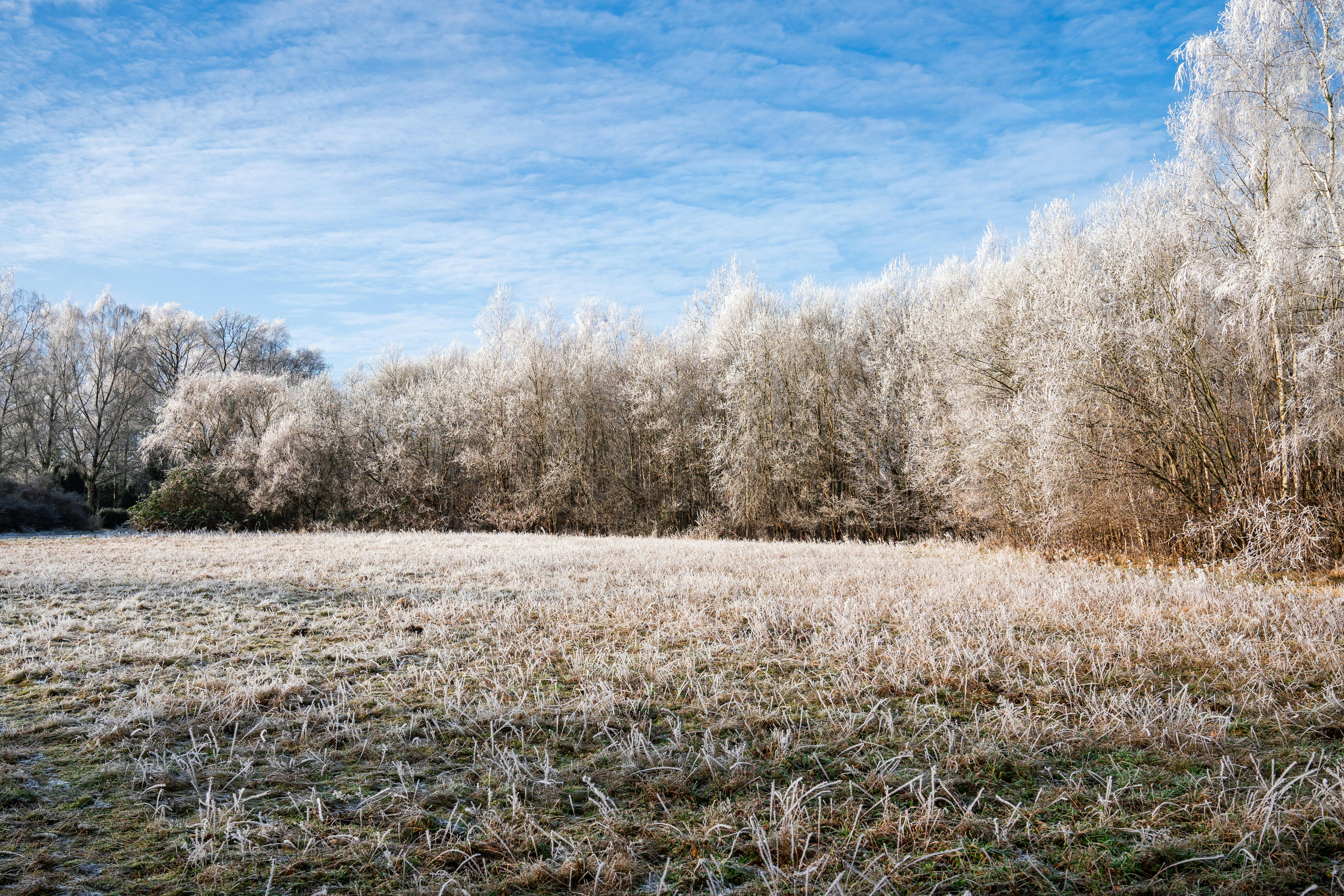 Frosty Winter Landscape with Blue Sky · Free Stock Photo