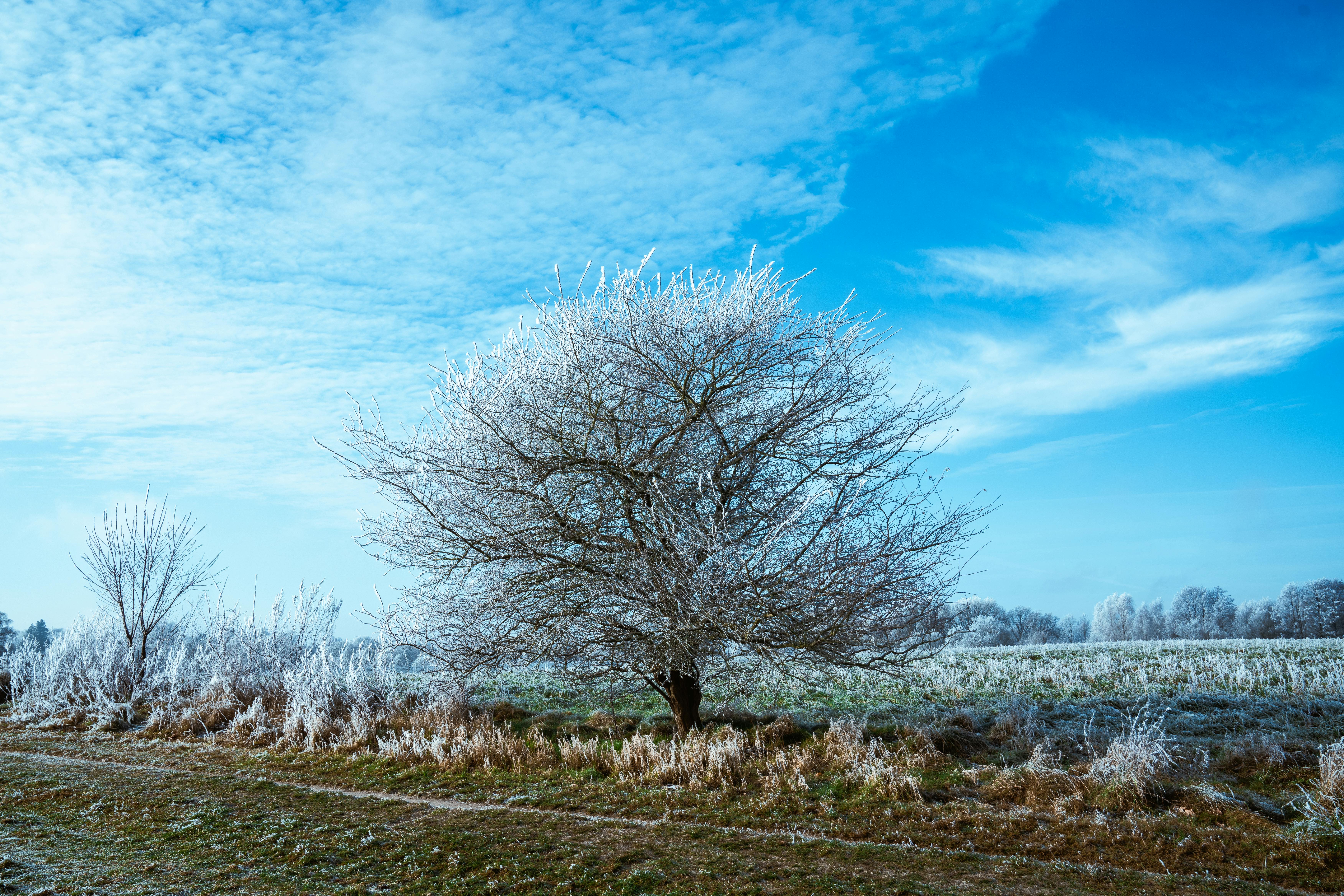 Frost-Covered Winter Landscape with Azure Sky · Free Stock Photo