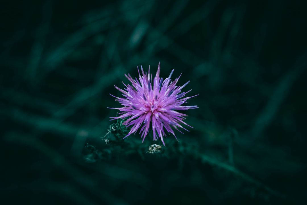 How to Get Rid of Purple Weeds in Lawn for Good Permanently
