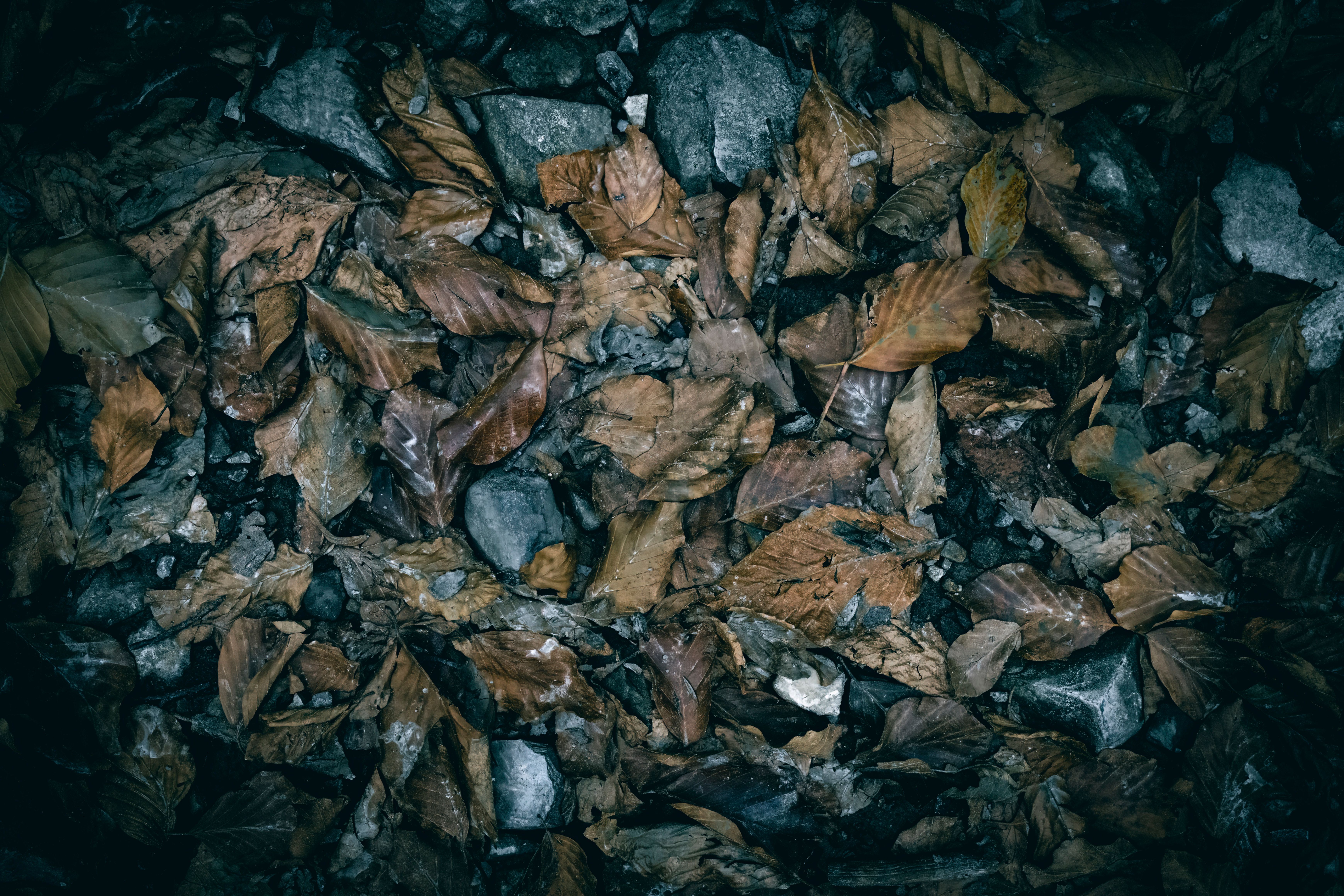 Black Feather Surrounded by Dried Leaves · Free Stock Photo
