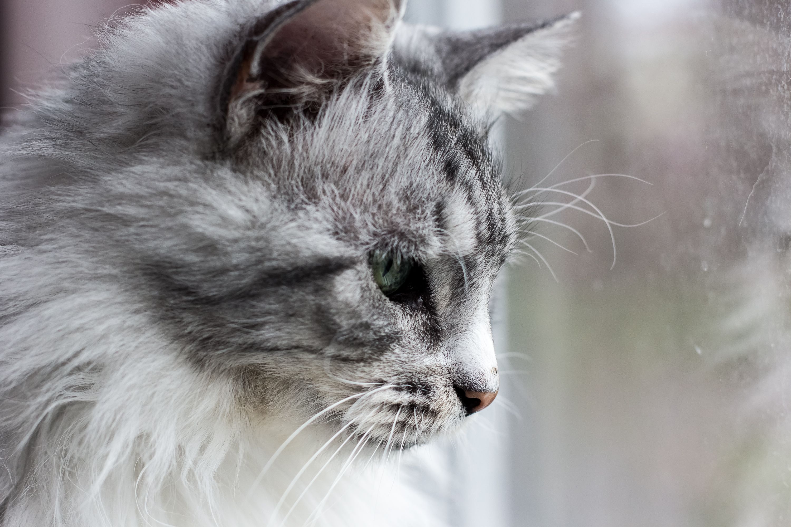 Cat Face Side Profile Photos, Download The BEST Free Cat Face Side ...