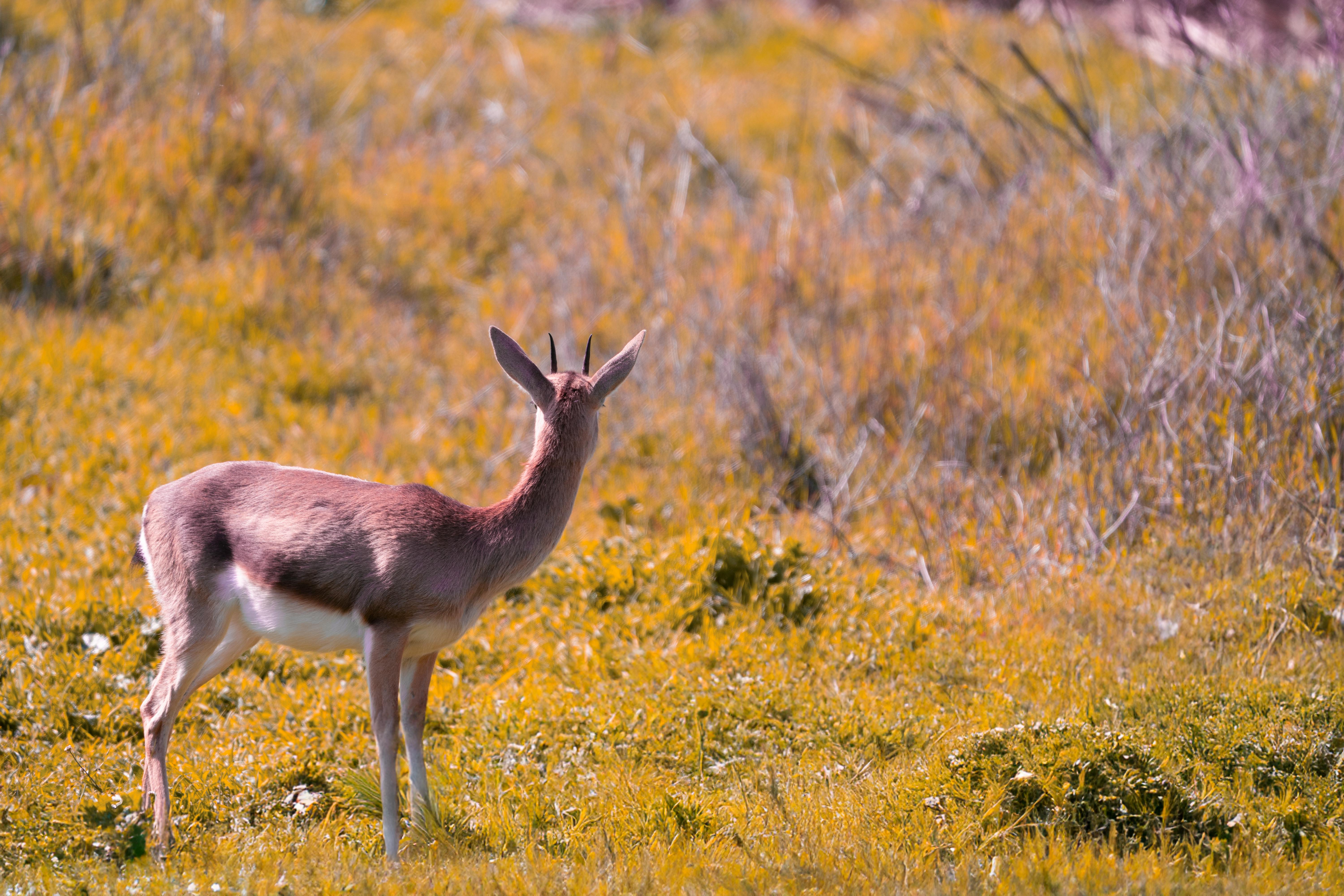 Dear Images Photos, Download The BEST Free Dear Images Stock Photos ...