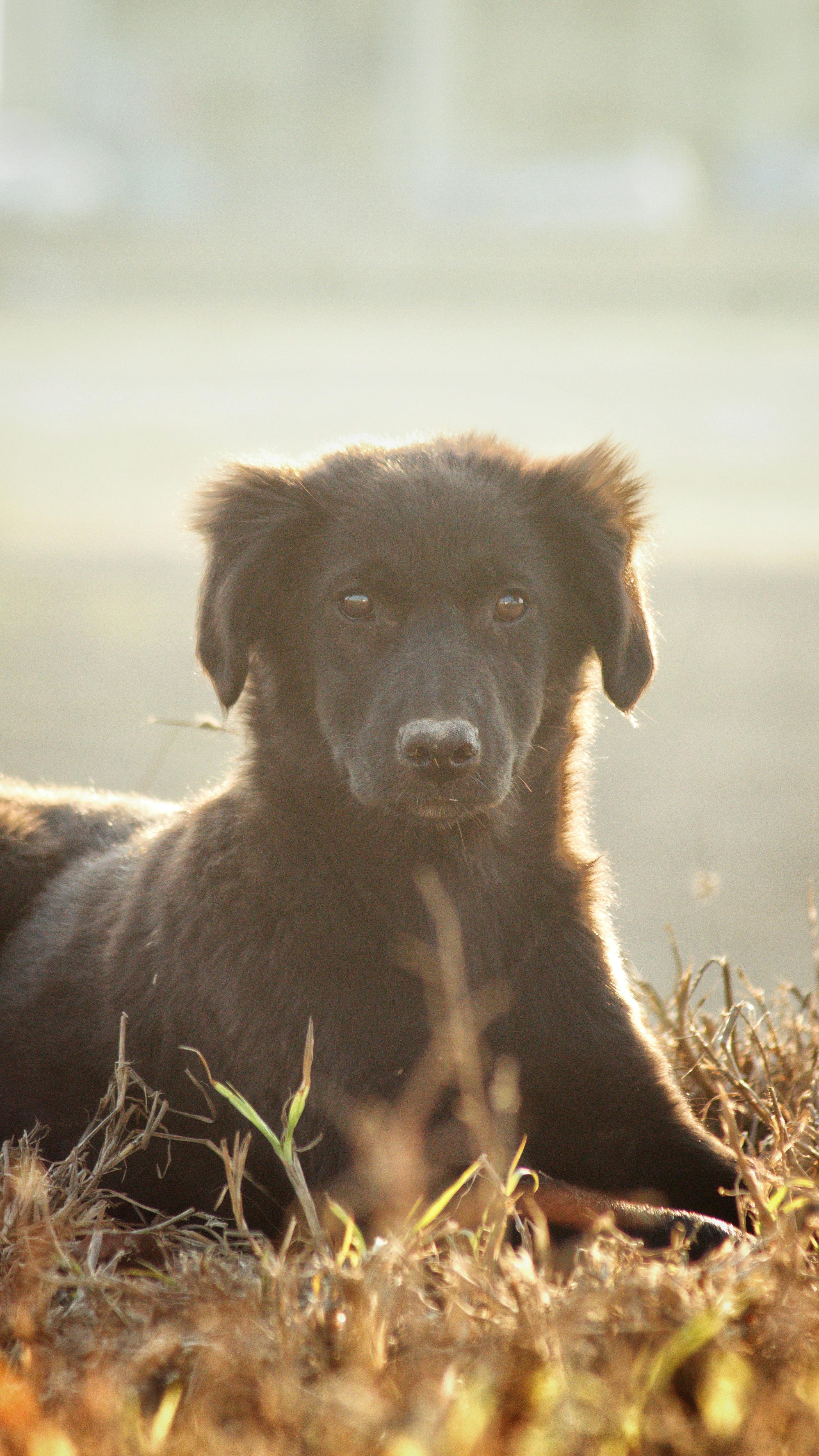 Dog Breed Photos, Download The BEST Free Dog Breed Stock Photos & HD Images