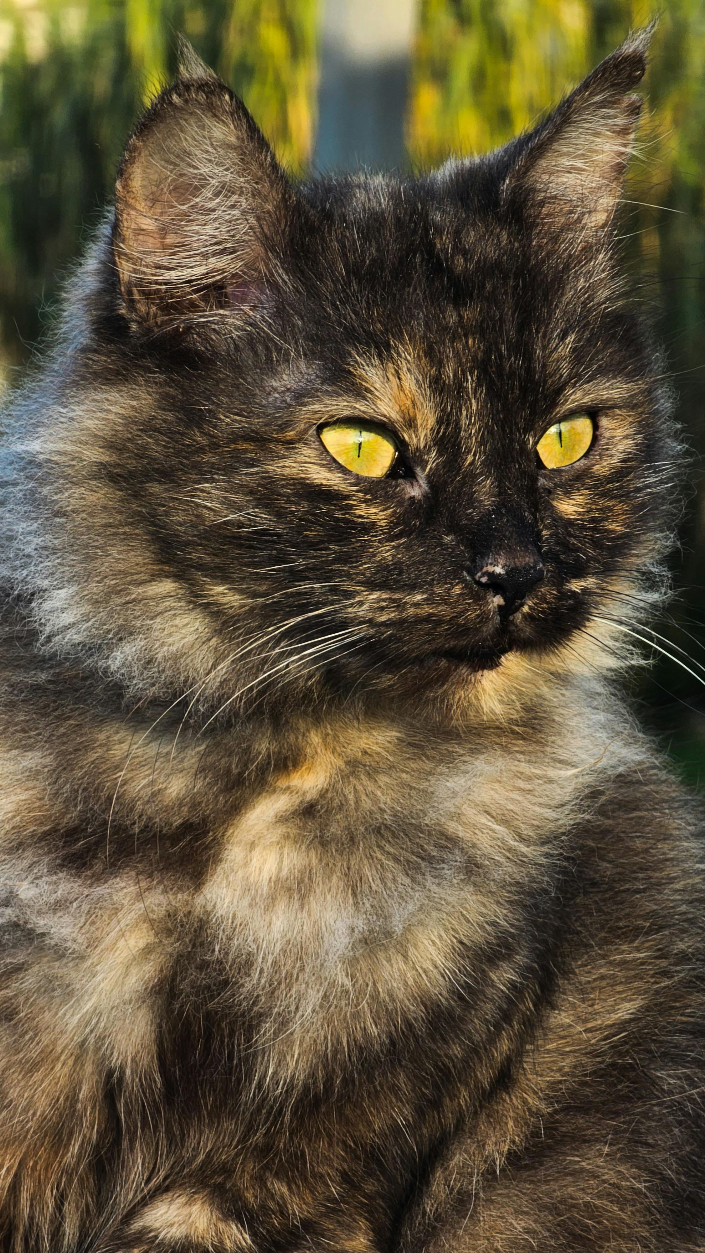 Close-Up Portrait of a Fluffy Tortoiseshell Cat · Free Stock Photo