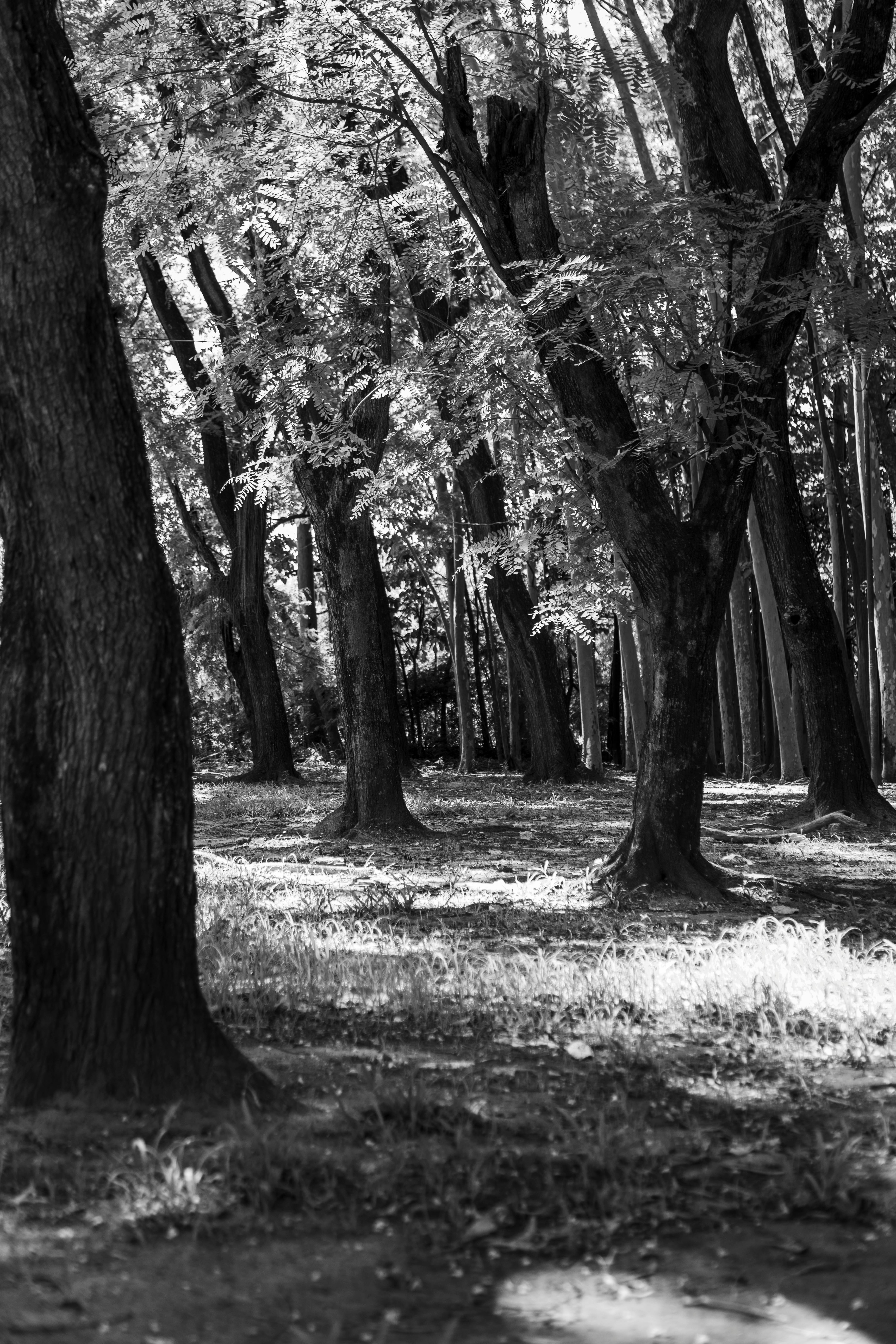 Black and White Forest Scene in Brazil · Free Stock Photo