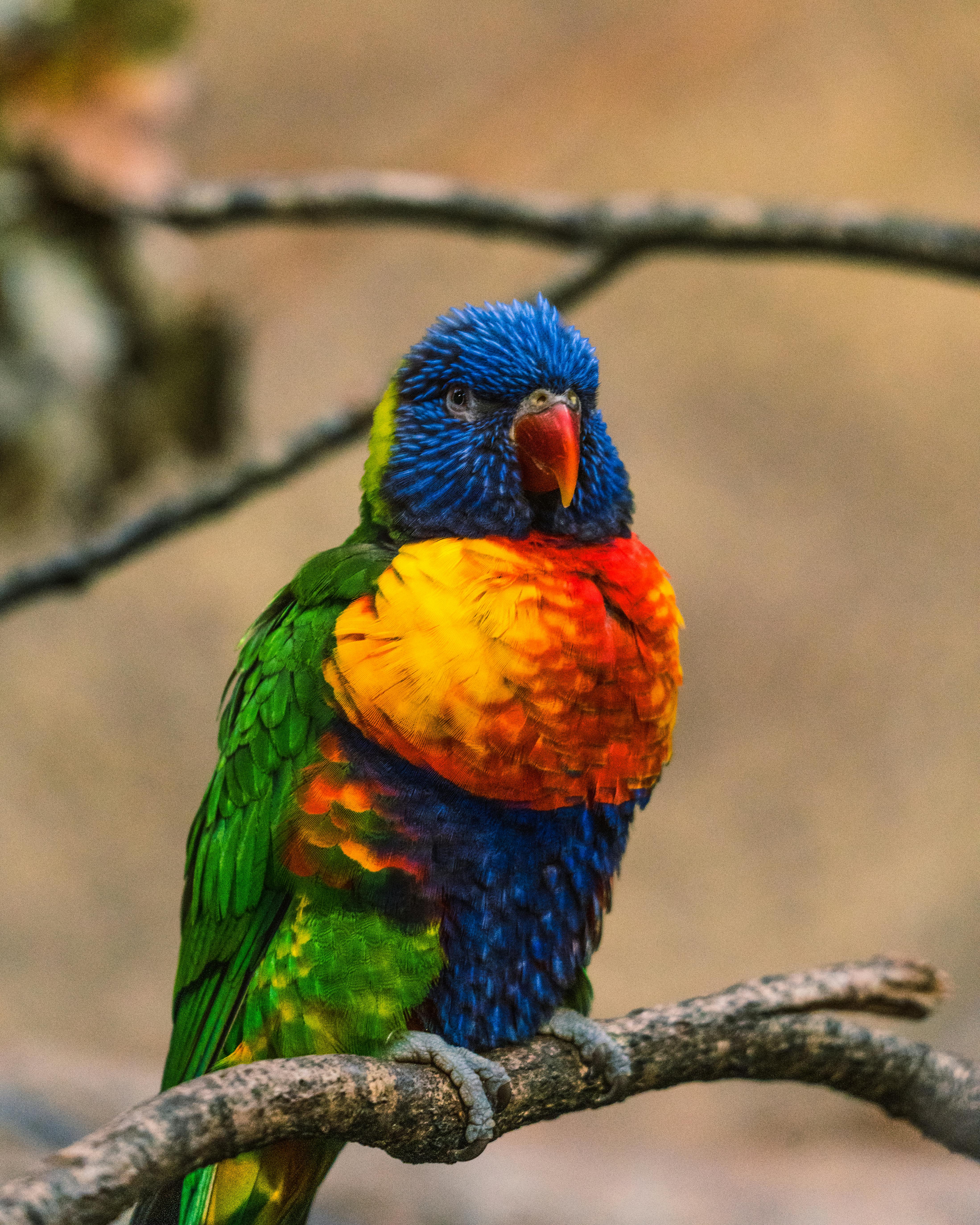 Colorful Parrot Cmyk Photos, Download The BEST Free Colorful Parrot ...