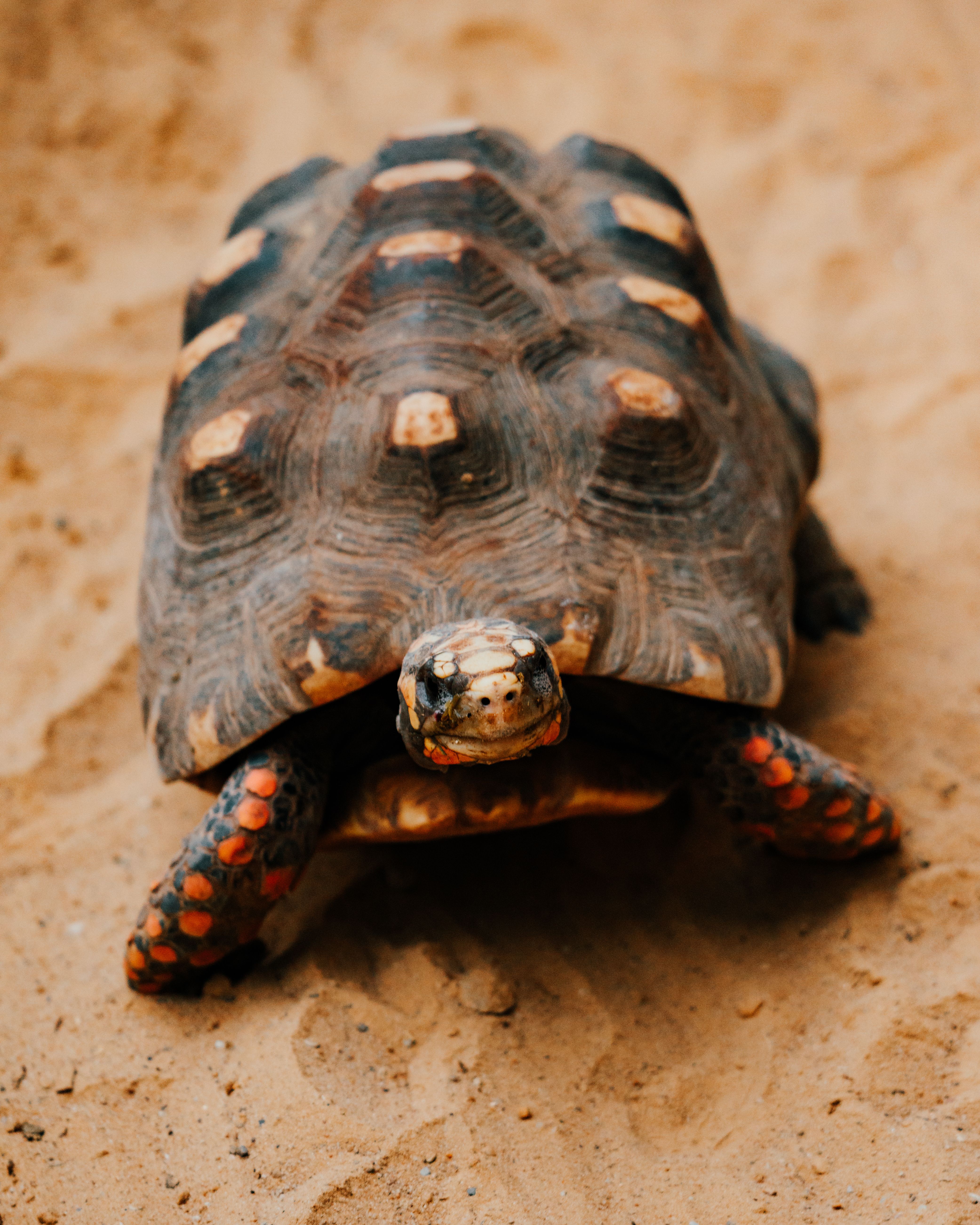 Tortuga · Foto de stock gratuita
