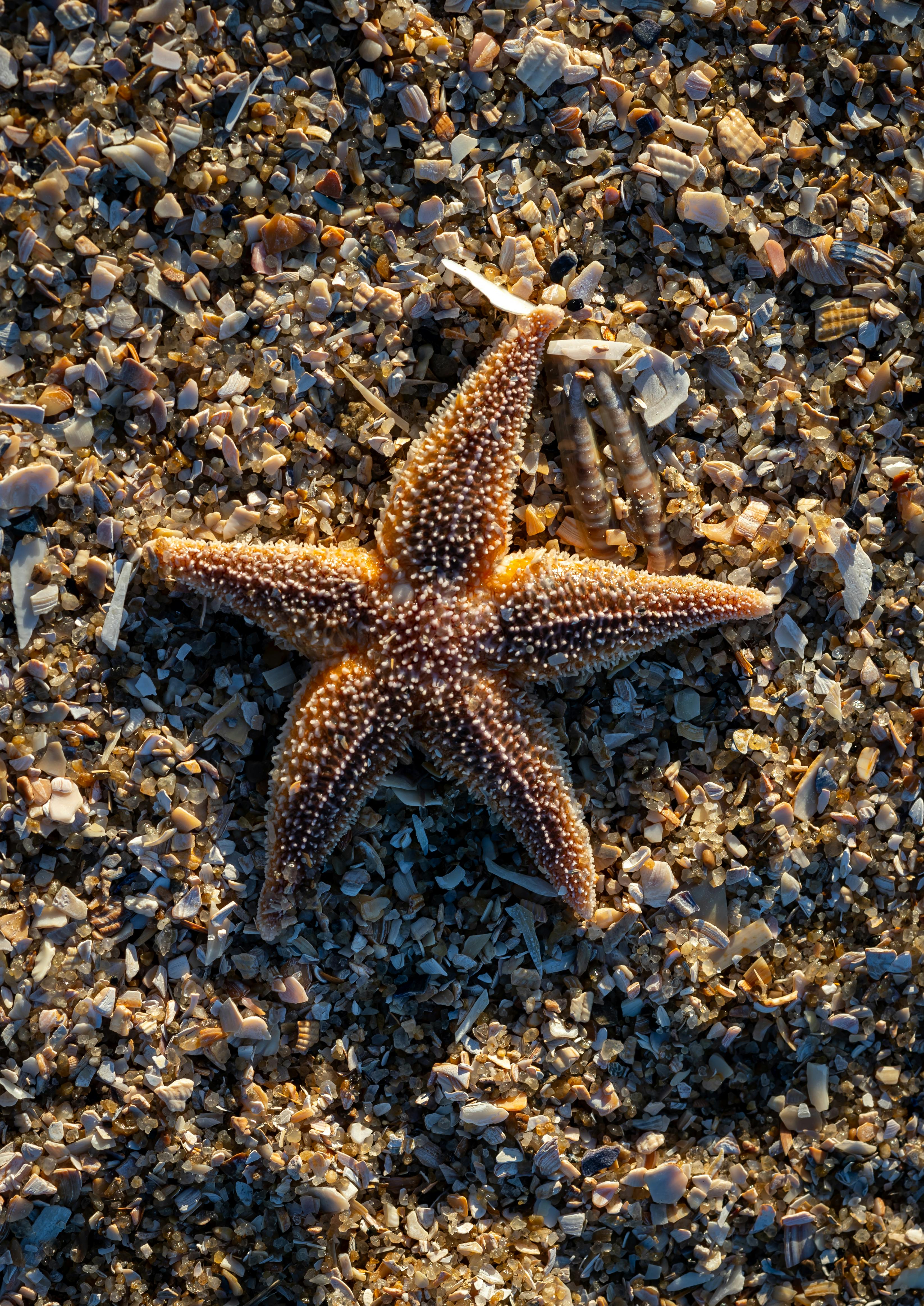 Five Shells Photos, Download The BEST Free Five Shells Stock Photos ...