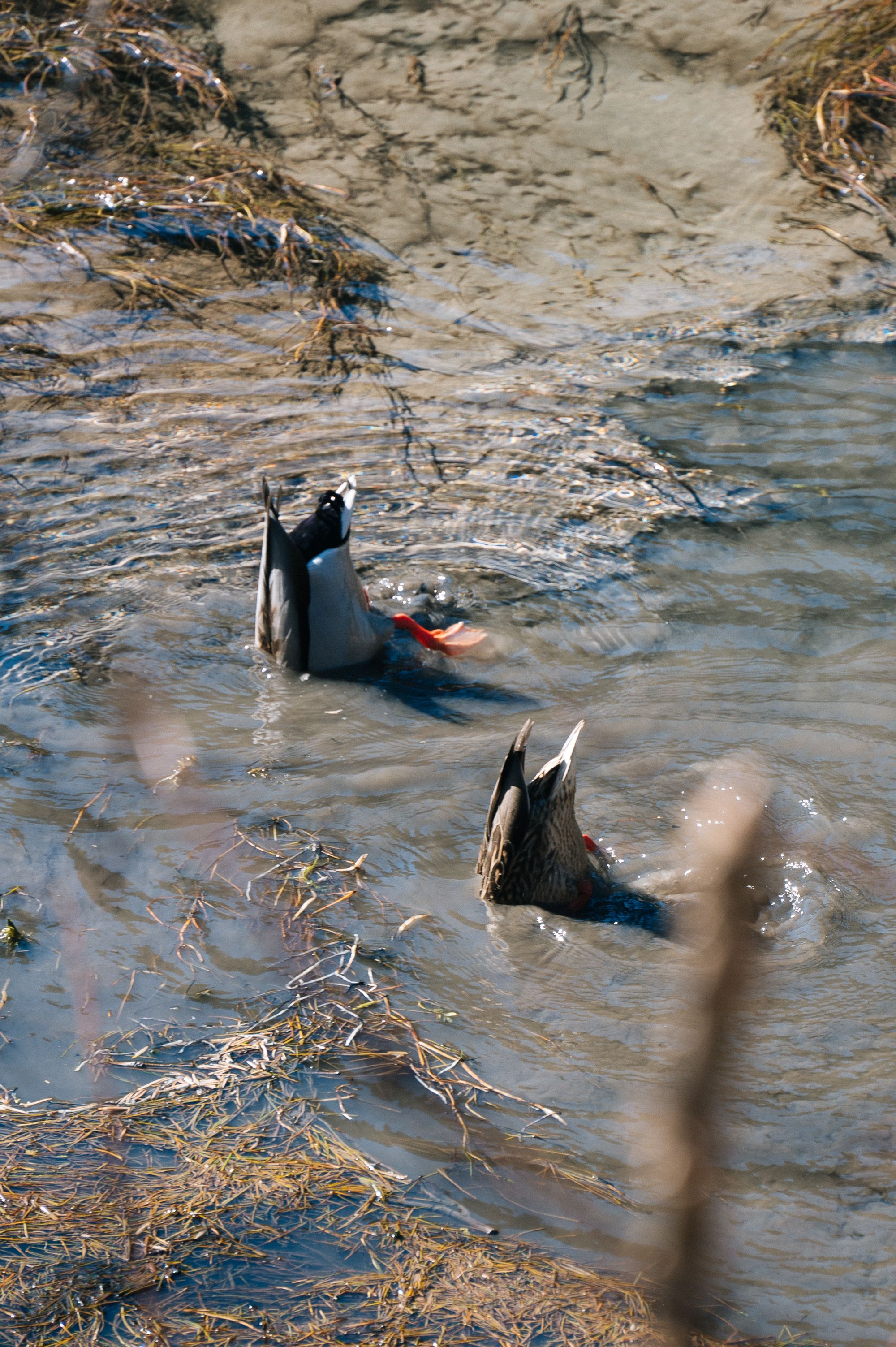 Ducks Foraging Underwater in Muddy Stream · Free Stock Photo