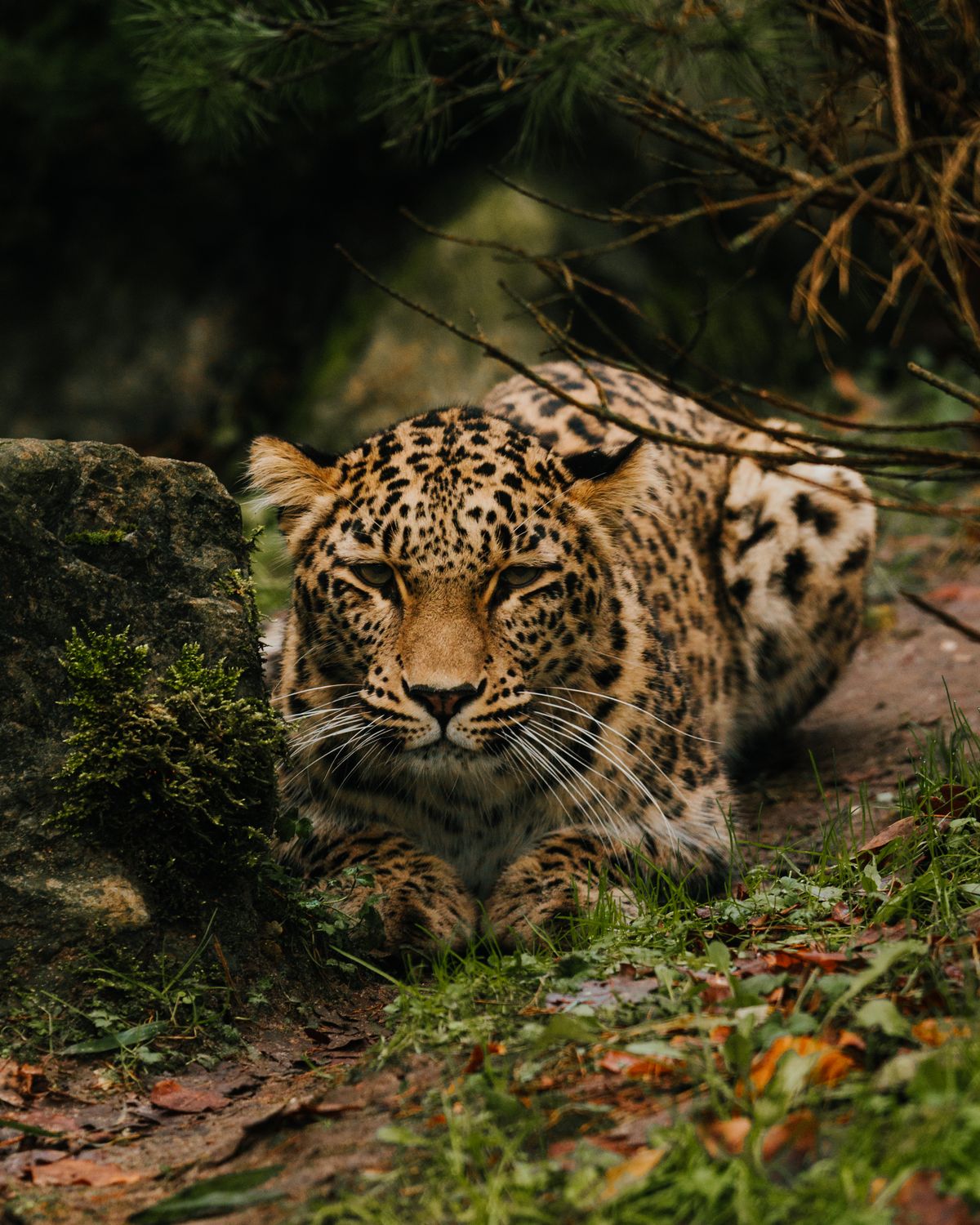 20.000+ beste Panter Print foto's · 100% gratis downloaden · Pexels ...
