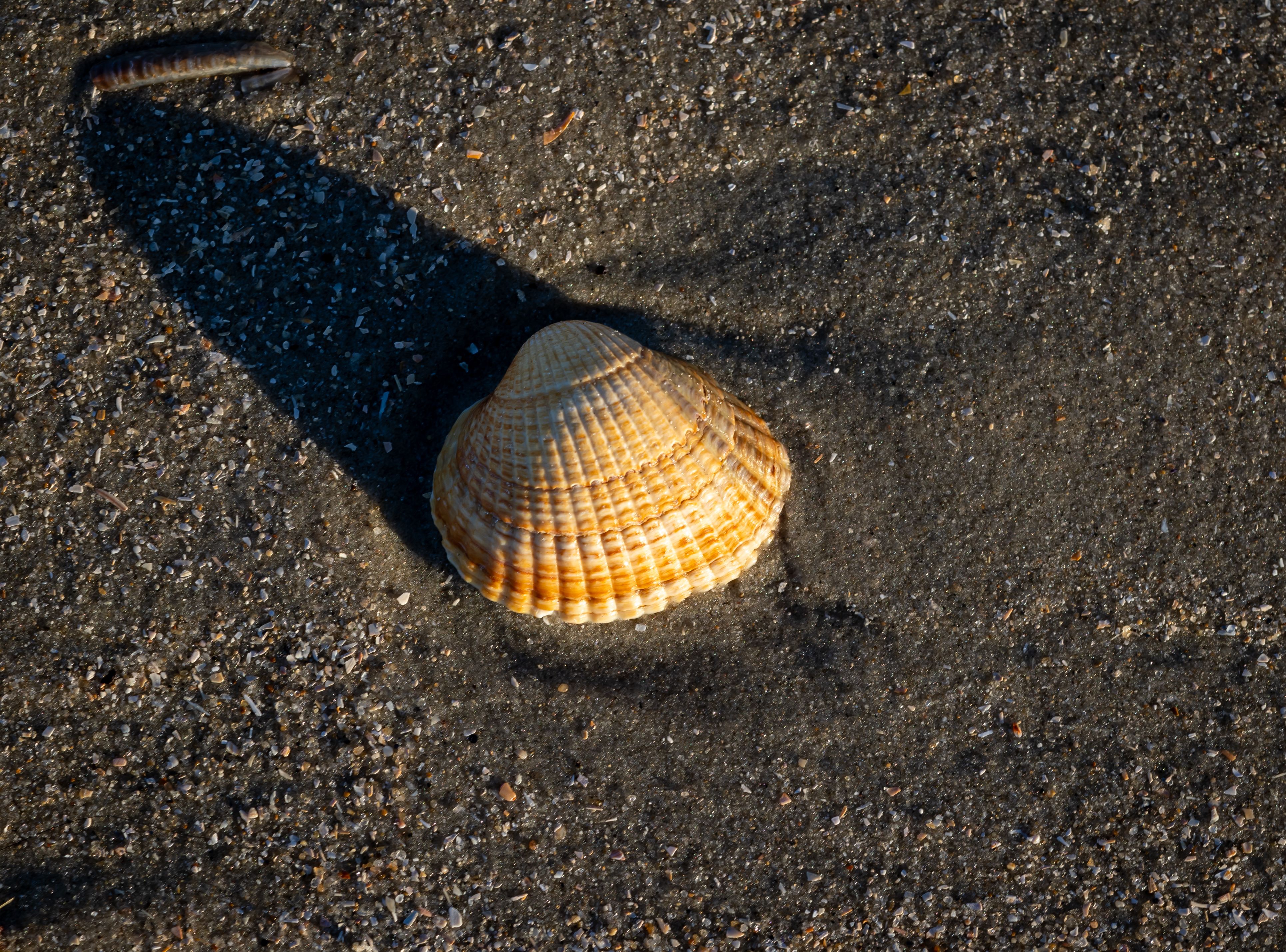 Sea Shell Videos Photos, Download The BEST Free Sea Shell Videos Stock ...