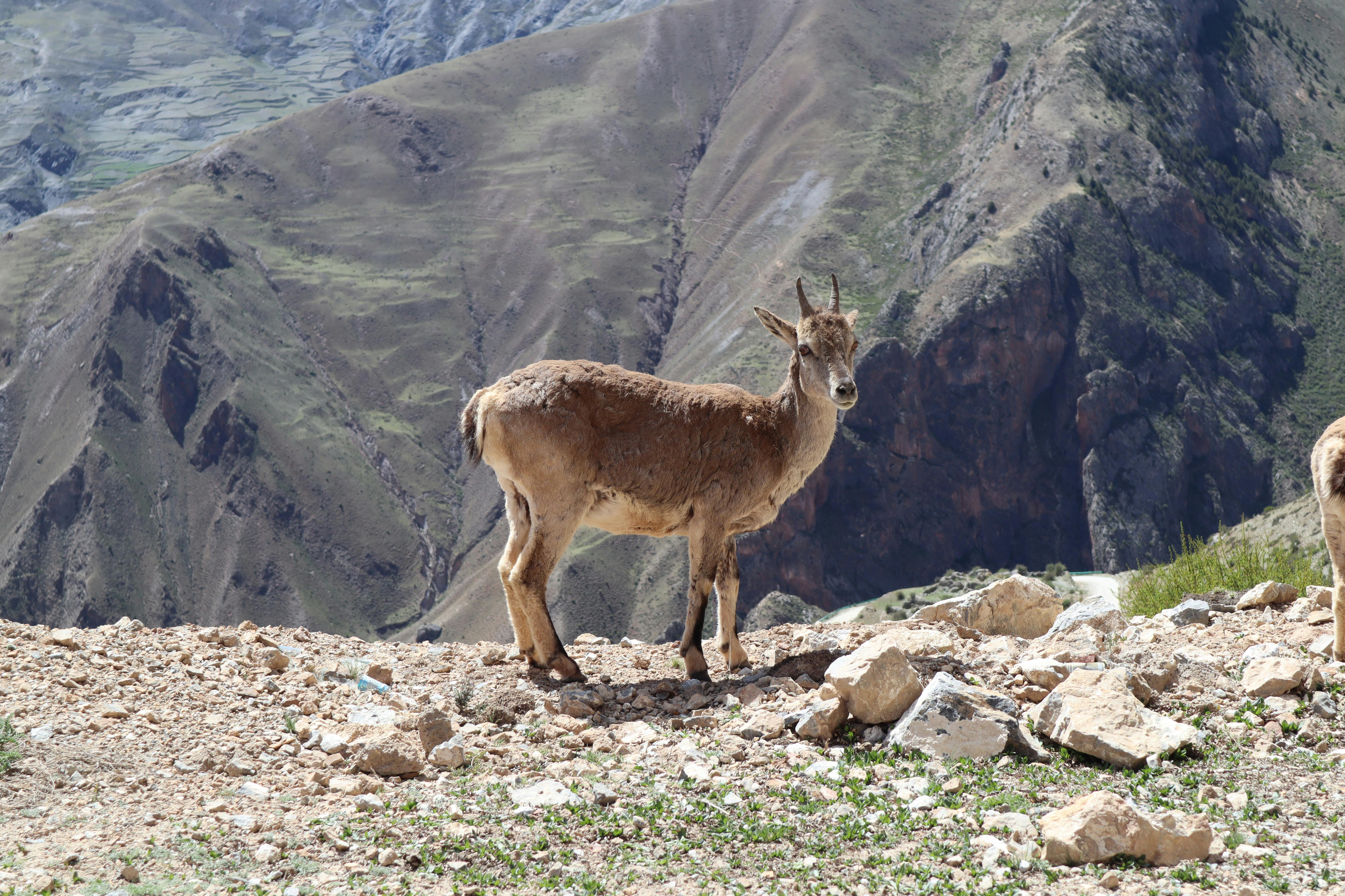 Animation Mount Photos, Download The BEST Free Animation Mount Stock ...