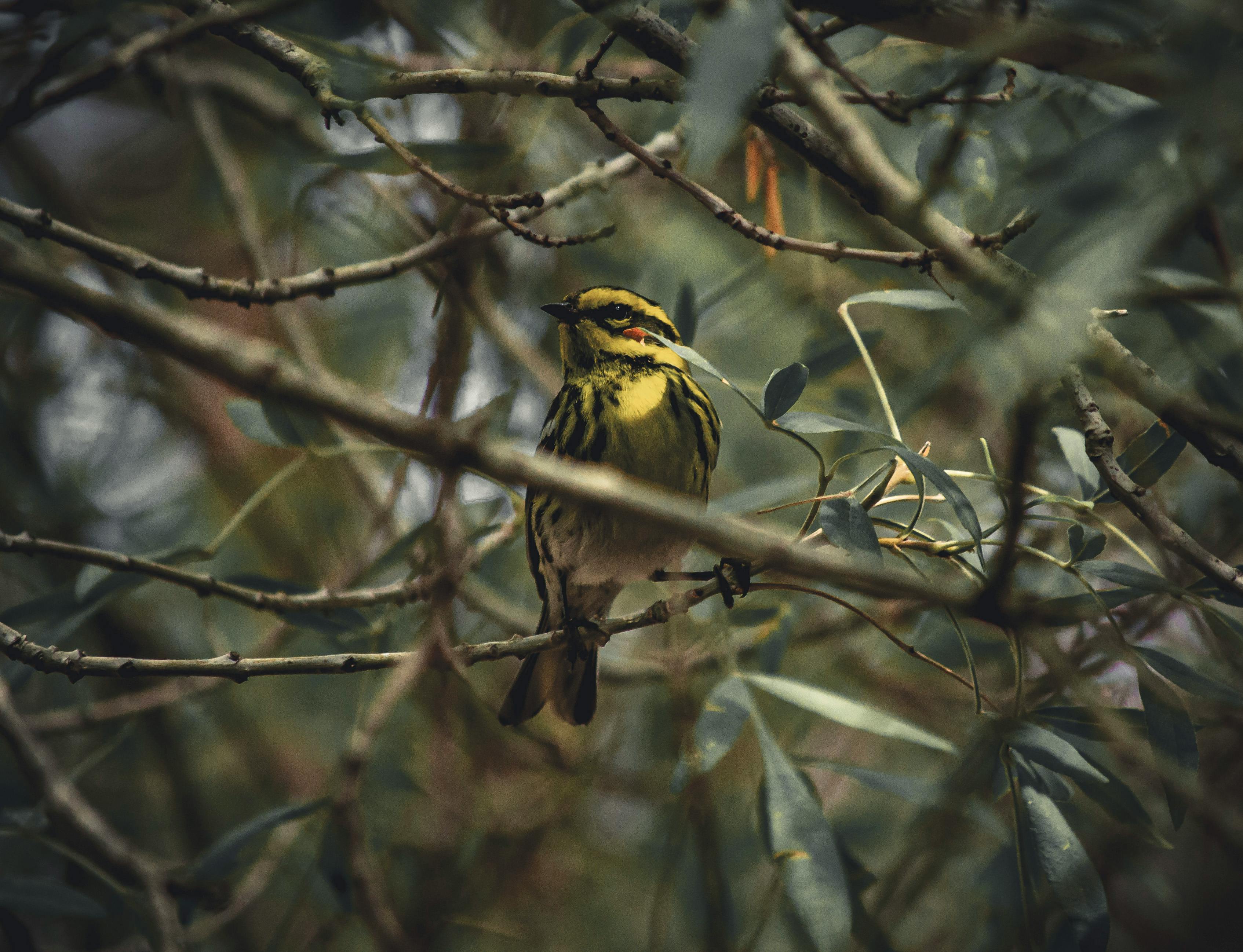 Yellow-Breasted Bird in Zacatecas Tree · Free Stock Photo