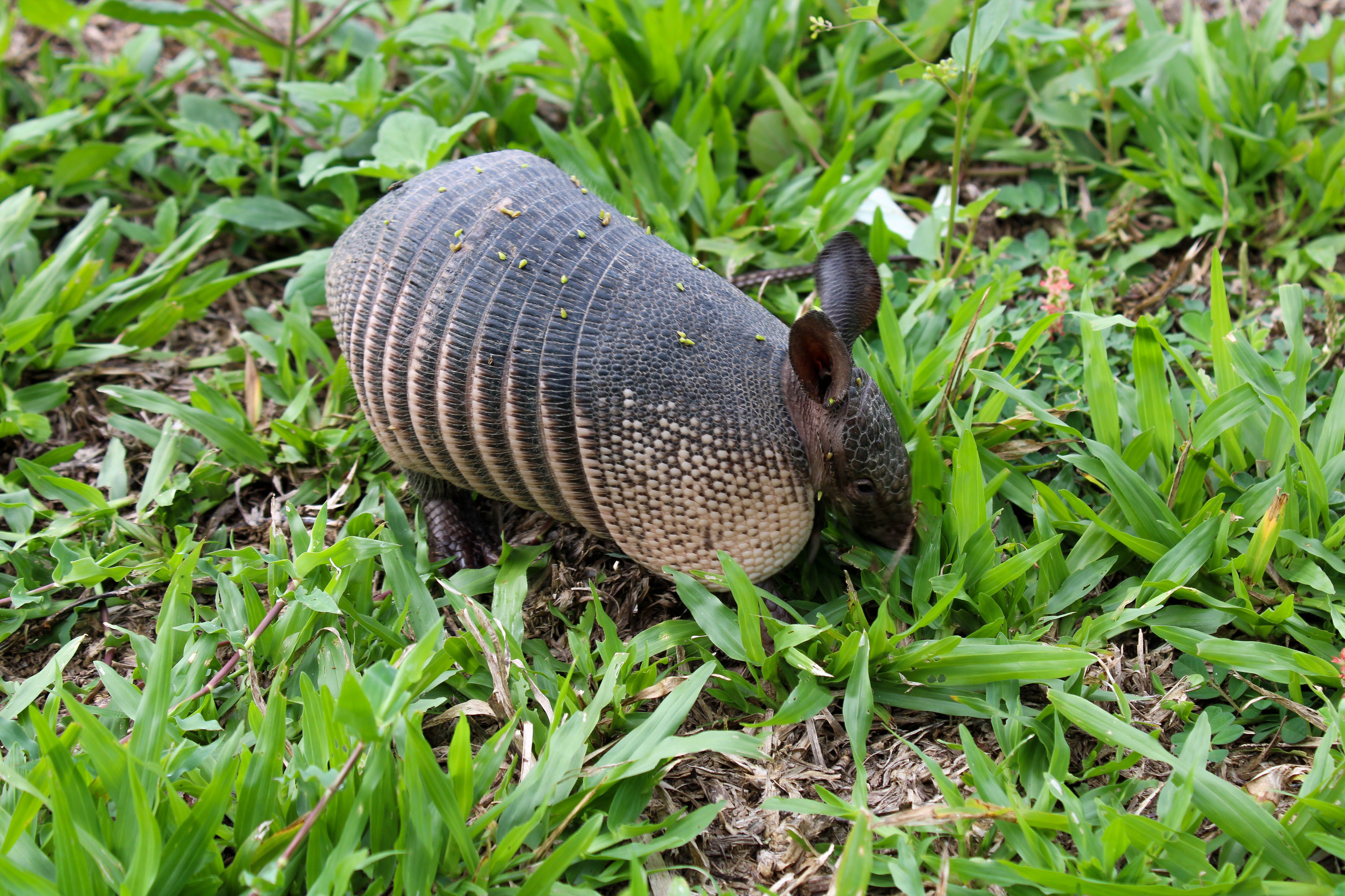 Nine-Banded Armadillo in Bolivian Grasslands · Free Stock Photo