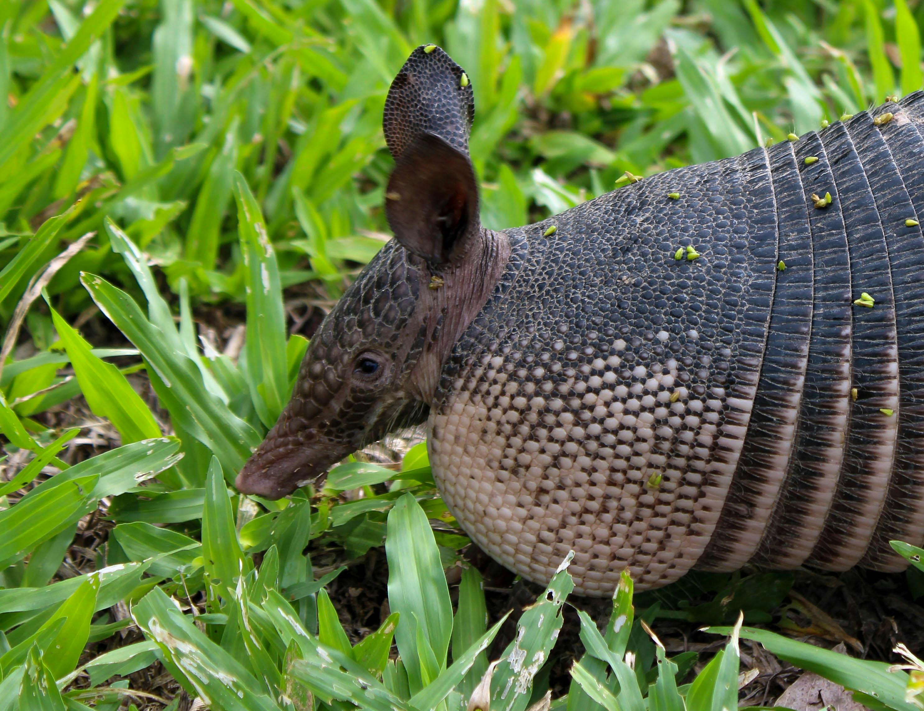 Close-up of a Nine-Banded Armadillo in Bolivia · Free Stock Photo