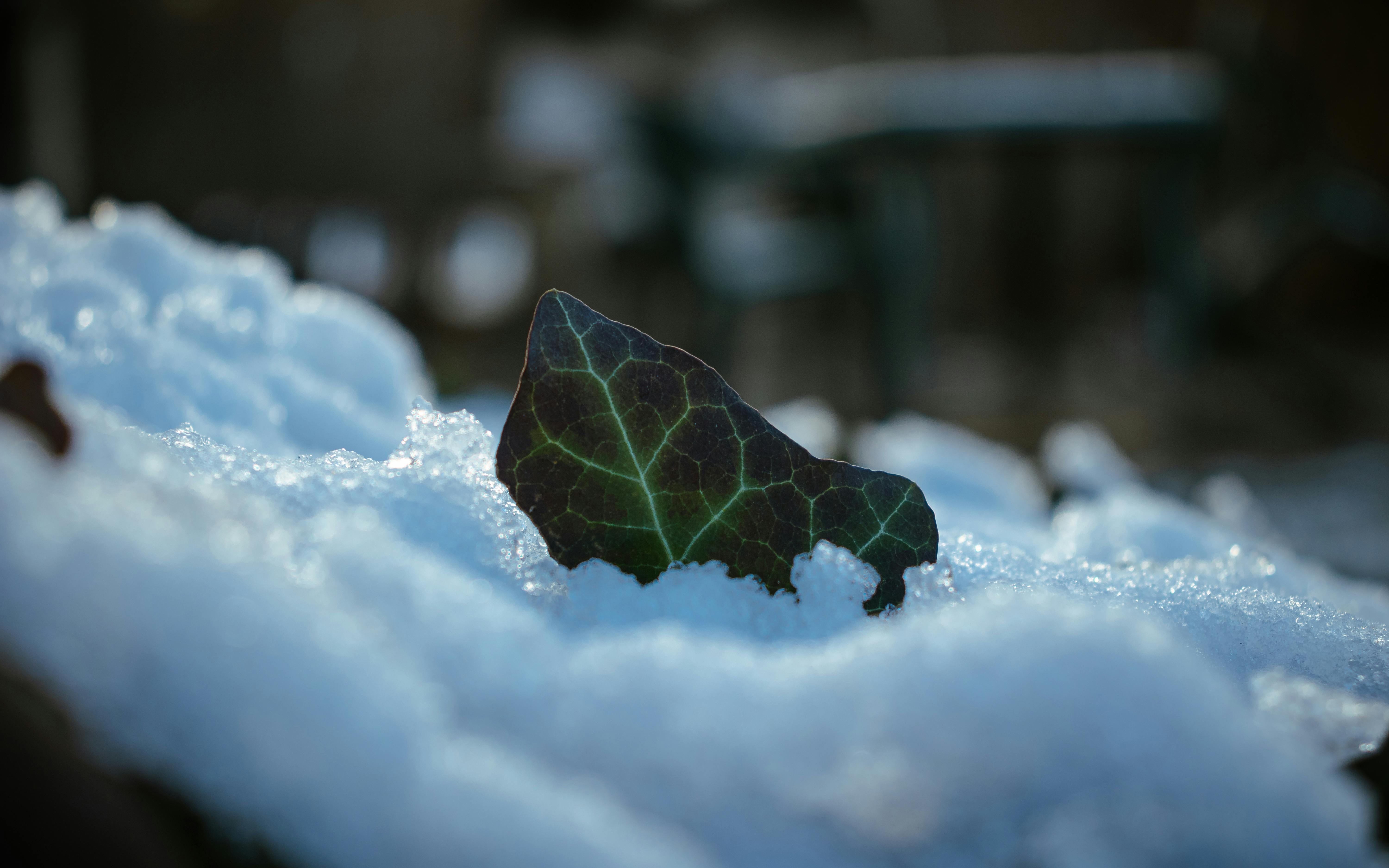Single Leaf Emerging Through Melting Snow · Free Stock Photo