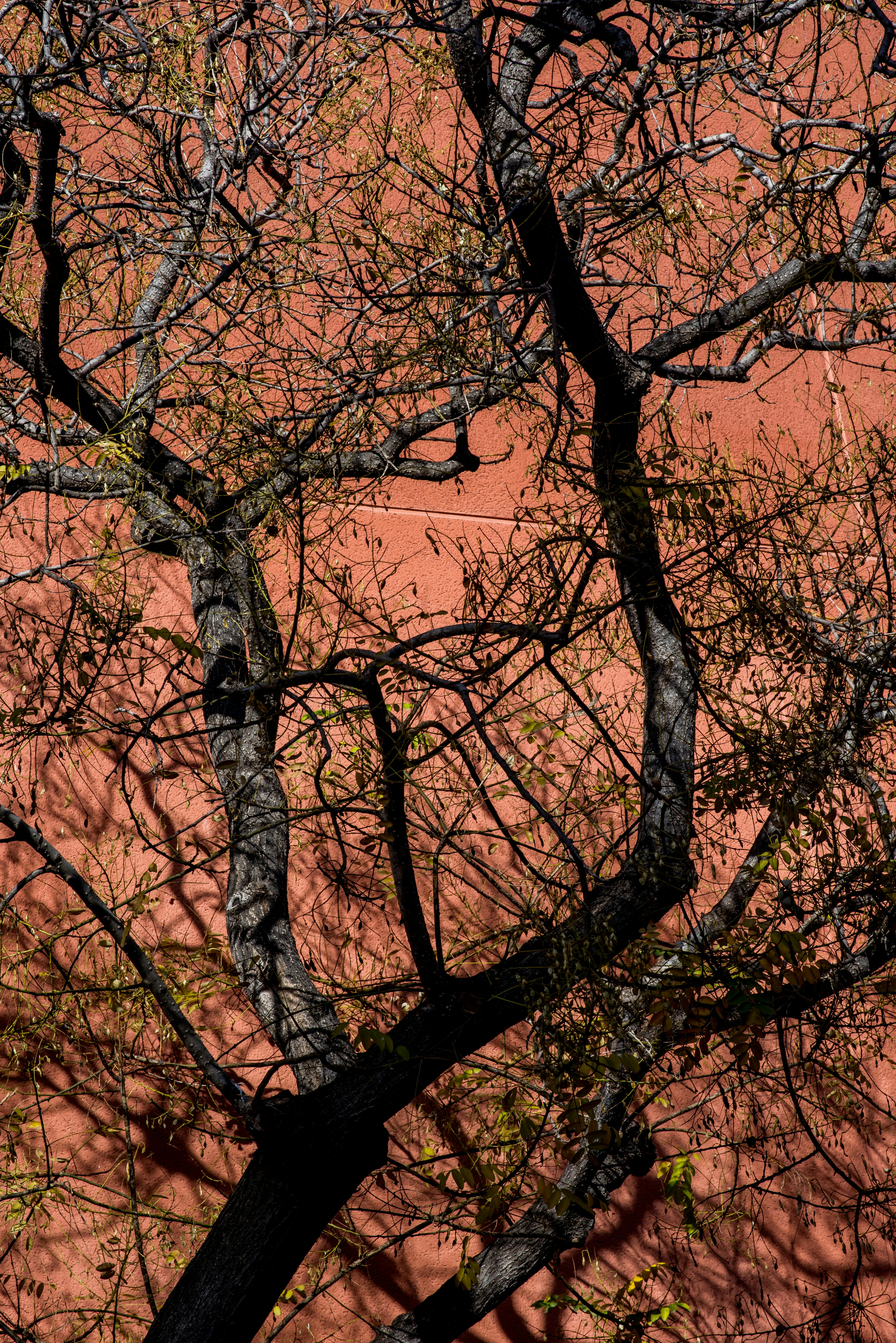 Leafless tree casting shadows on red wall · Free Stock Photo