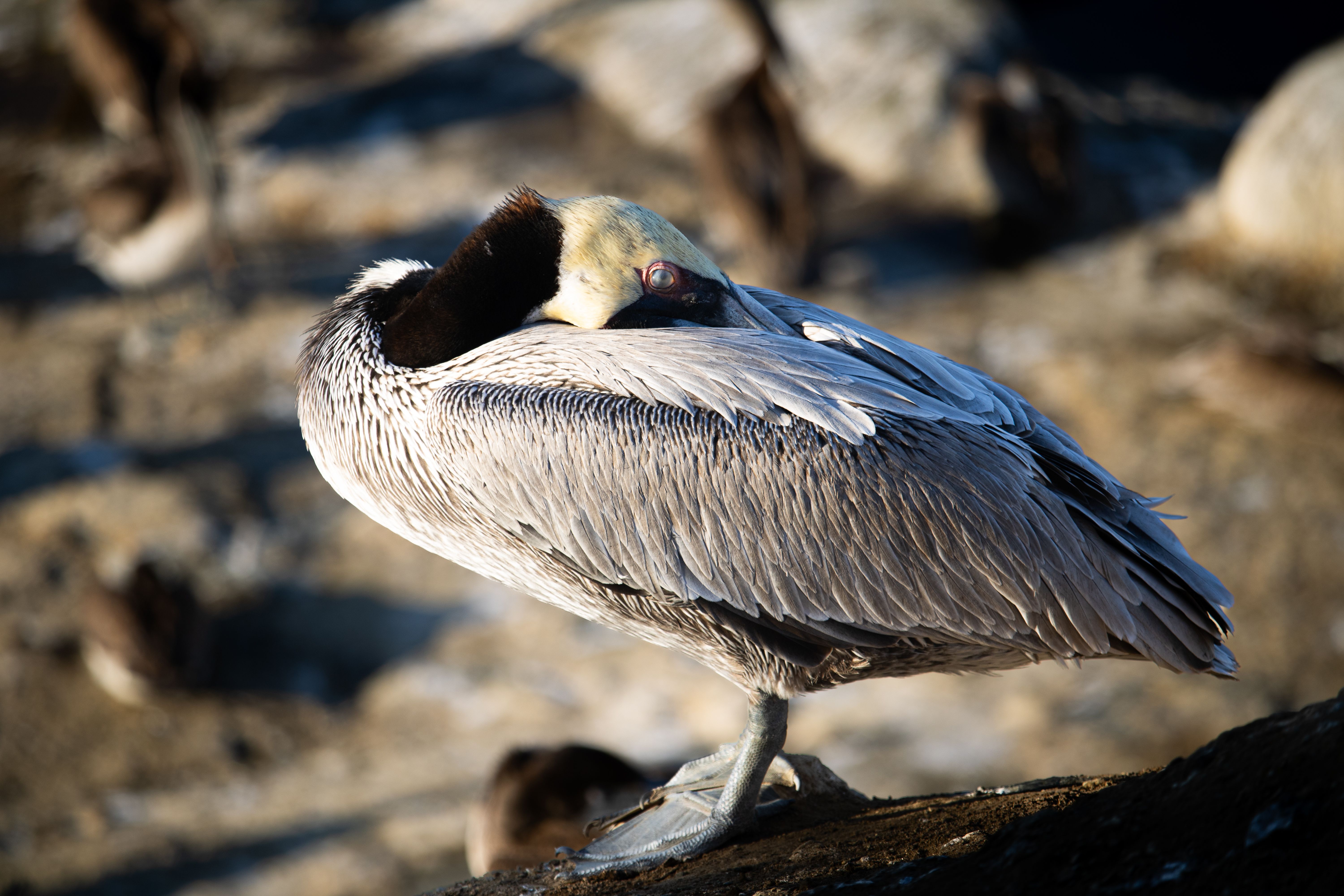Brown Pelican Resting on Rocky Shoreline · Free Stock Photo