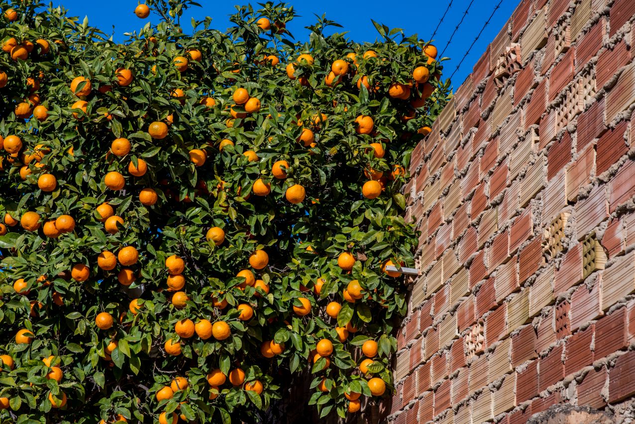 Calamondin Orange Trees: A Guide to Growing and Caring