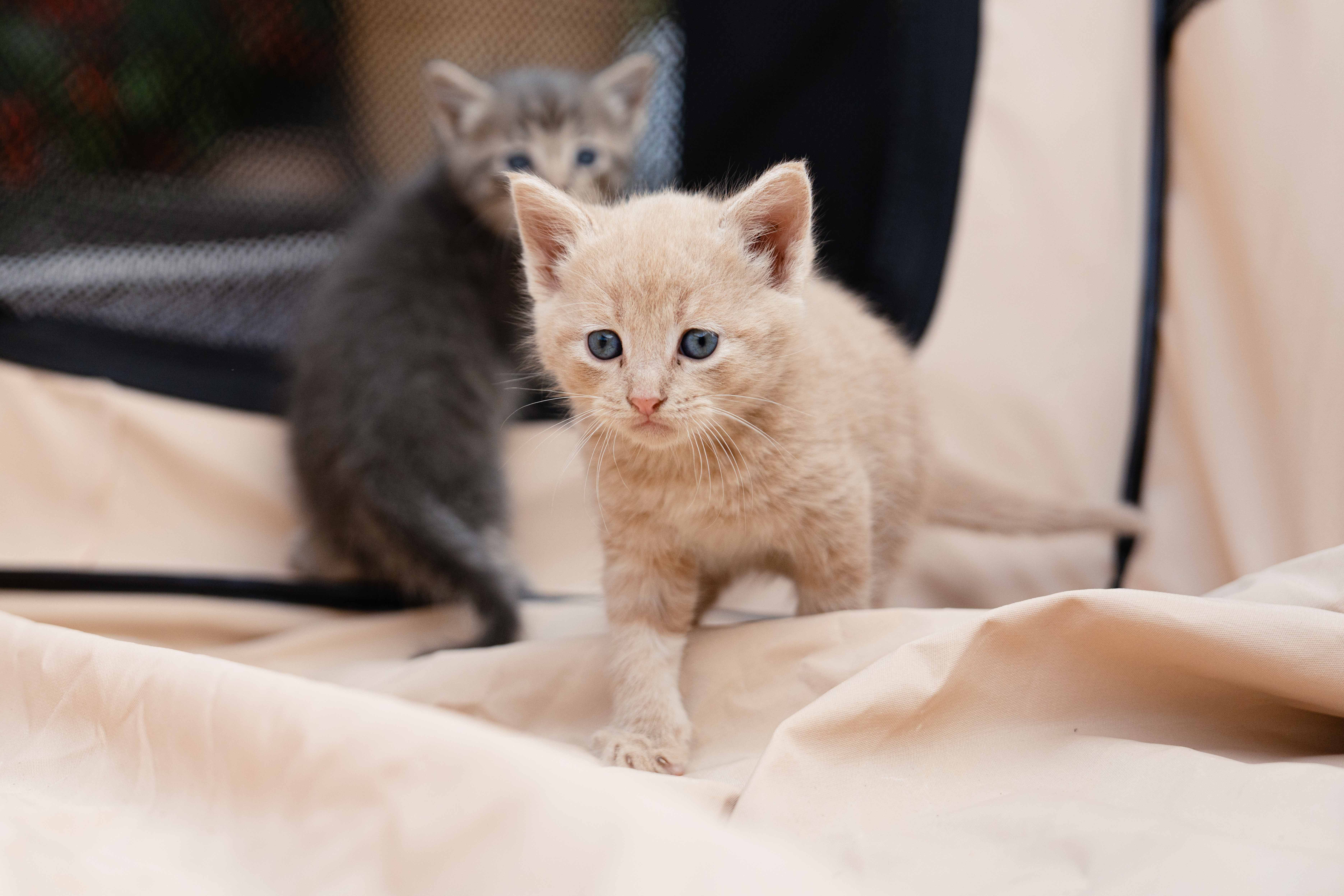 Cute Kittens Playing on Soft Fabric · Free Stock Photo