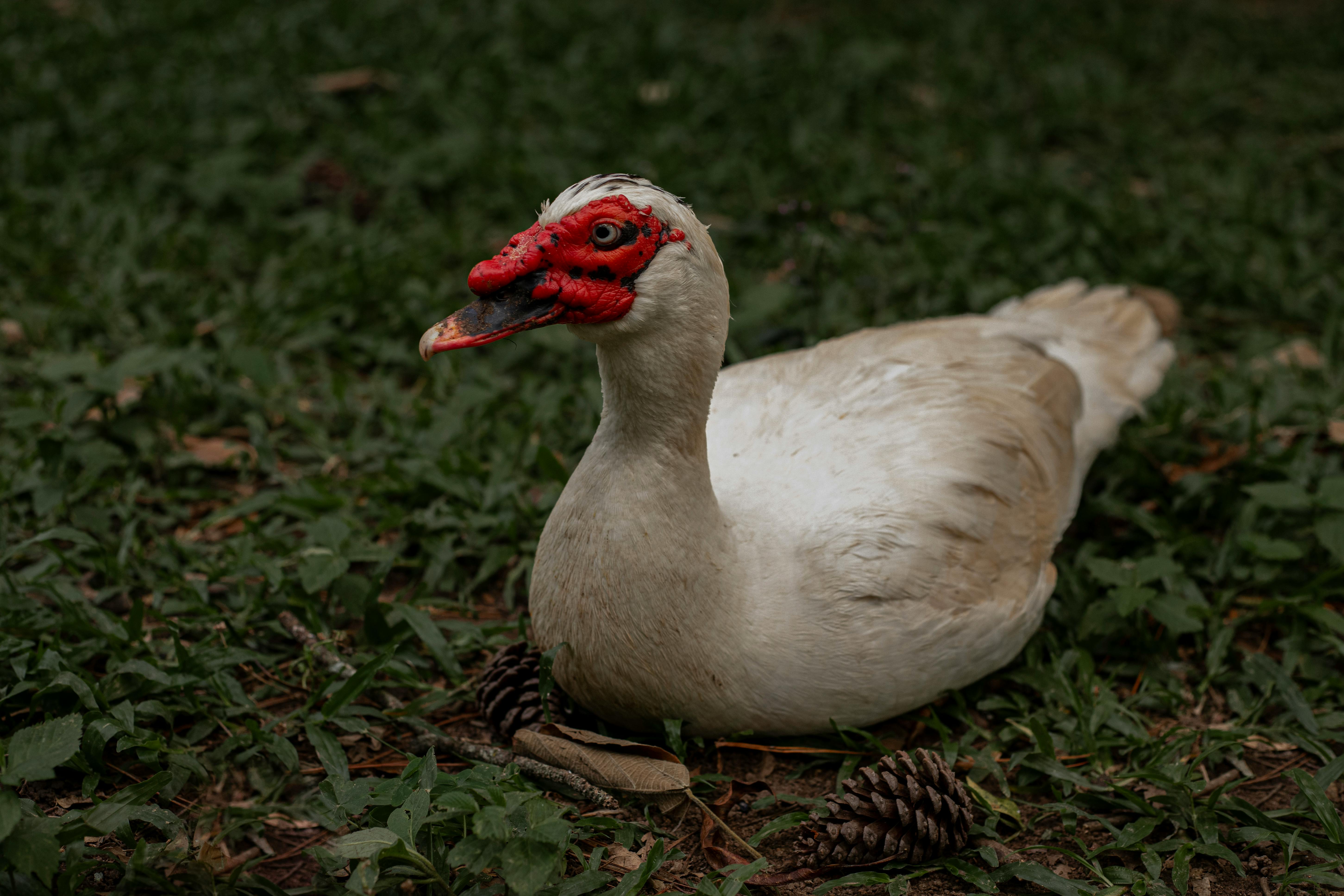 Poultry Anatomy Photos, Download The BEST Free Poultry Anatomy Stock ...