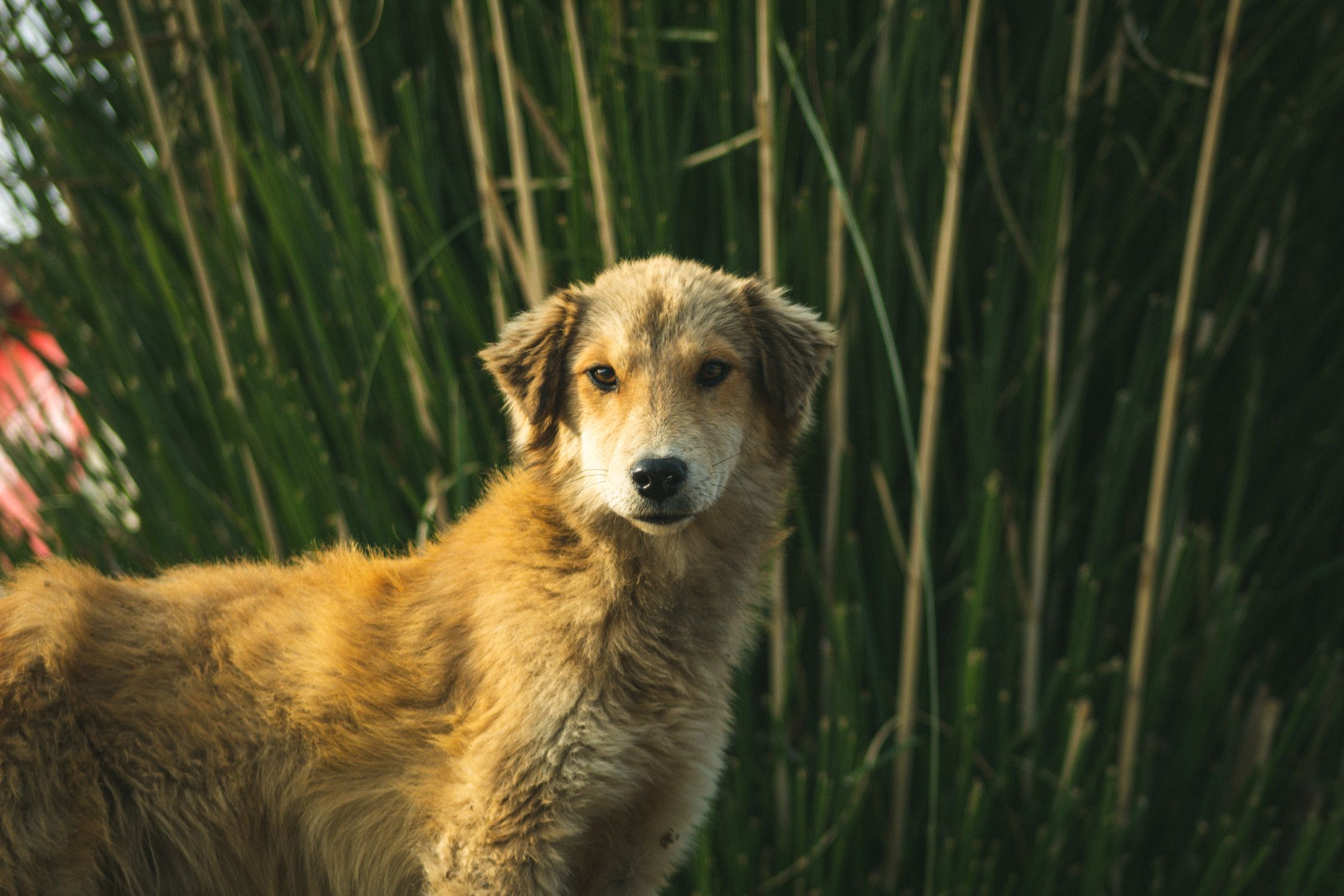 Perro Dorado En Un Entorno Natural Al Aire Libre · Foto de stock gratuita