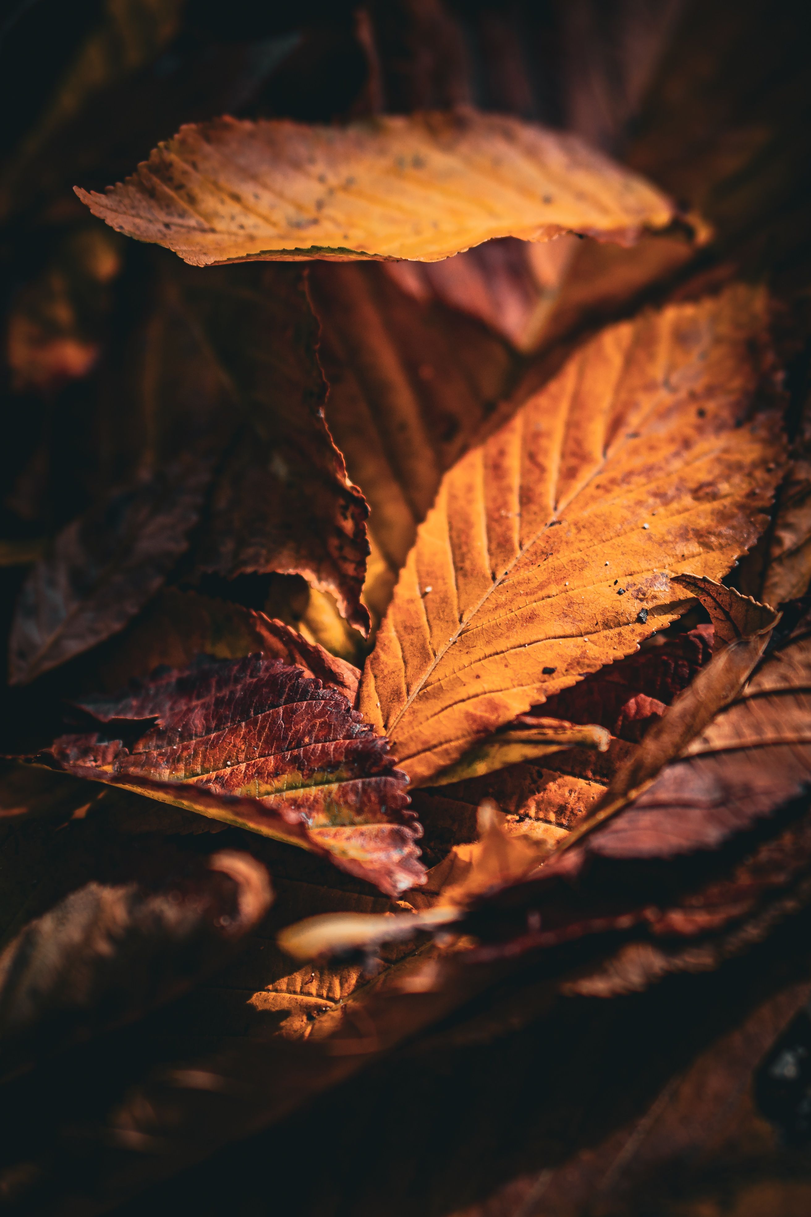 Close-up of Colorful Autumn Leaves in Soft Sunlight · Free Stock Photo