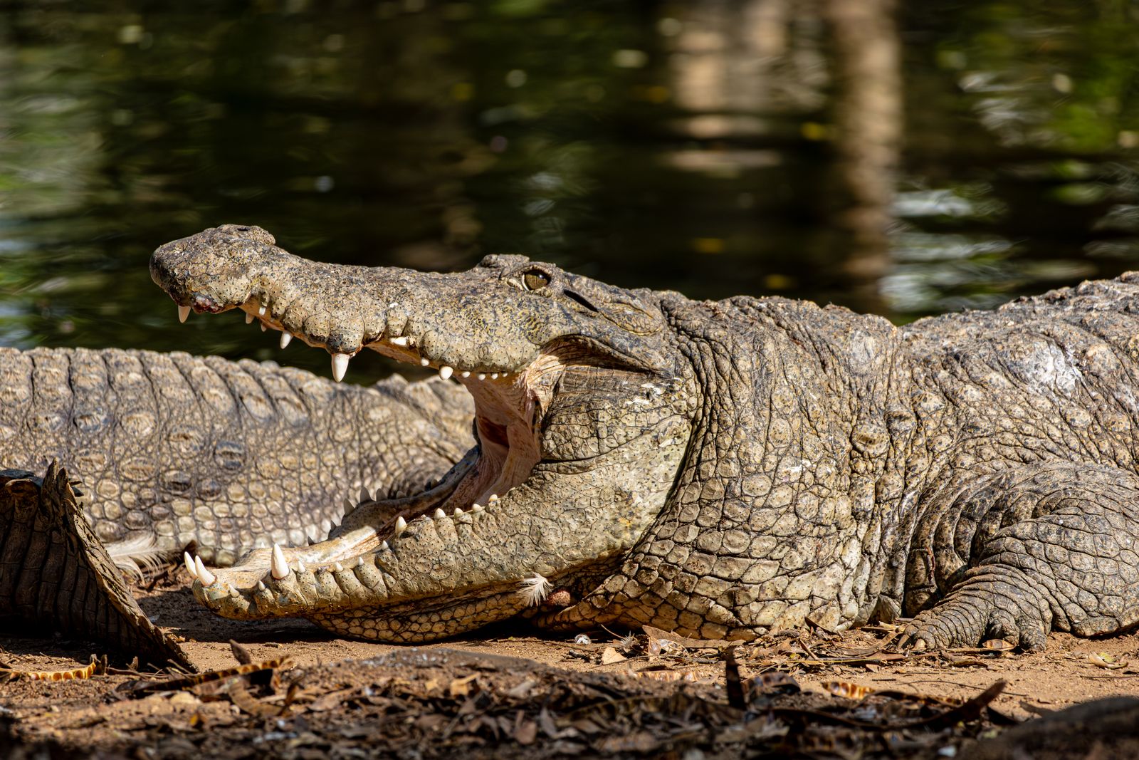 Crocodile Photos Photos, Download The BEST Free Crocodile Photos Stock ...
