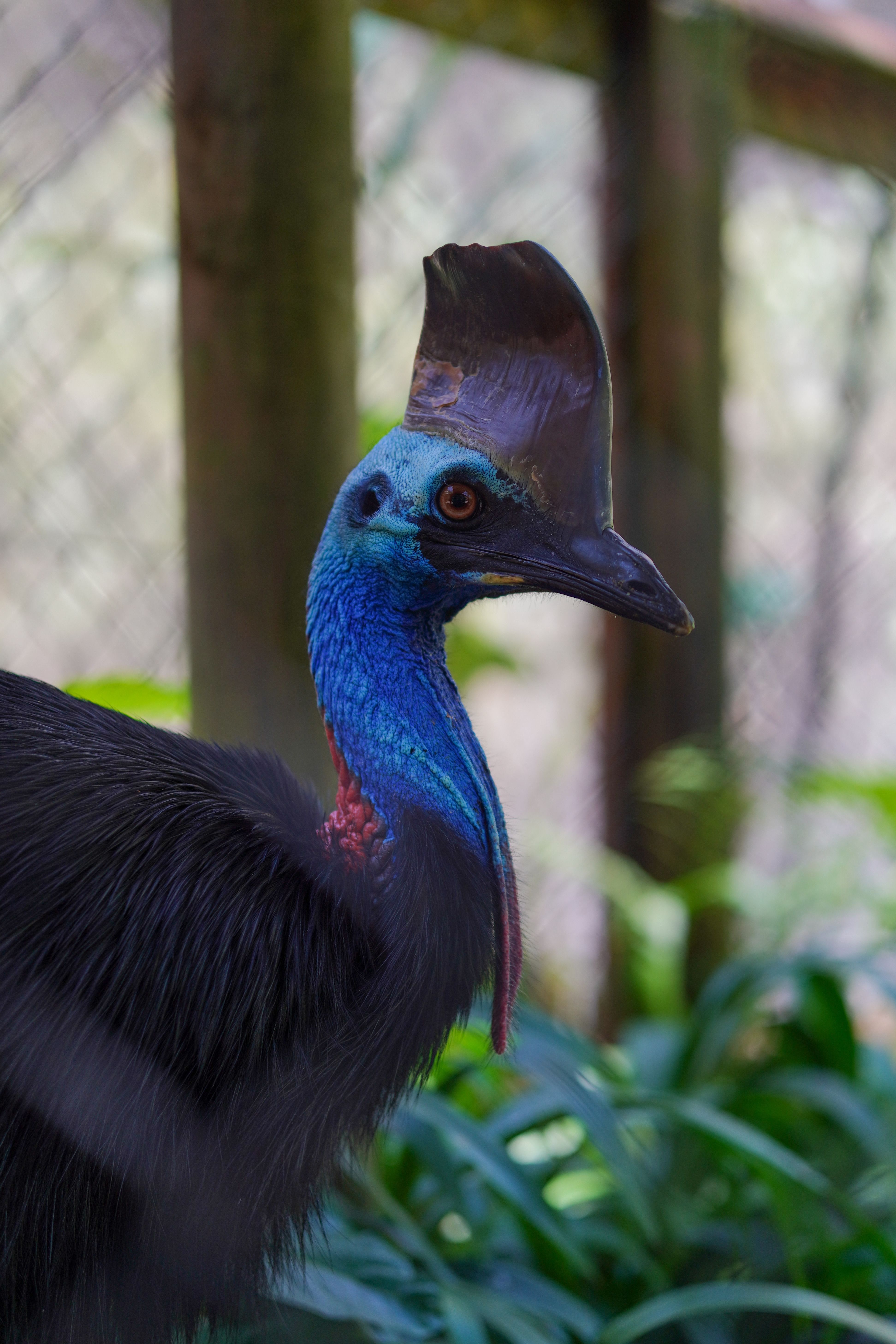 Close-up of a Southern Cassowary at Zoo · Free Stock Photo