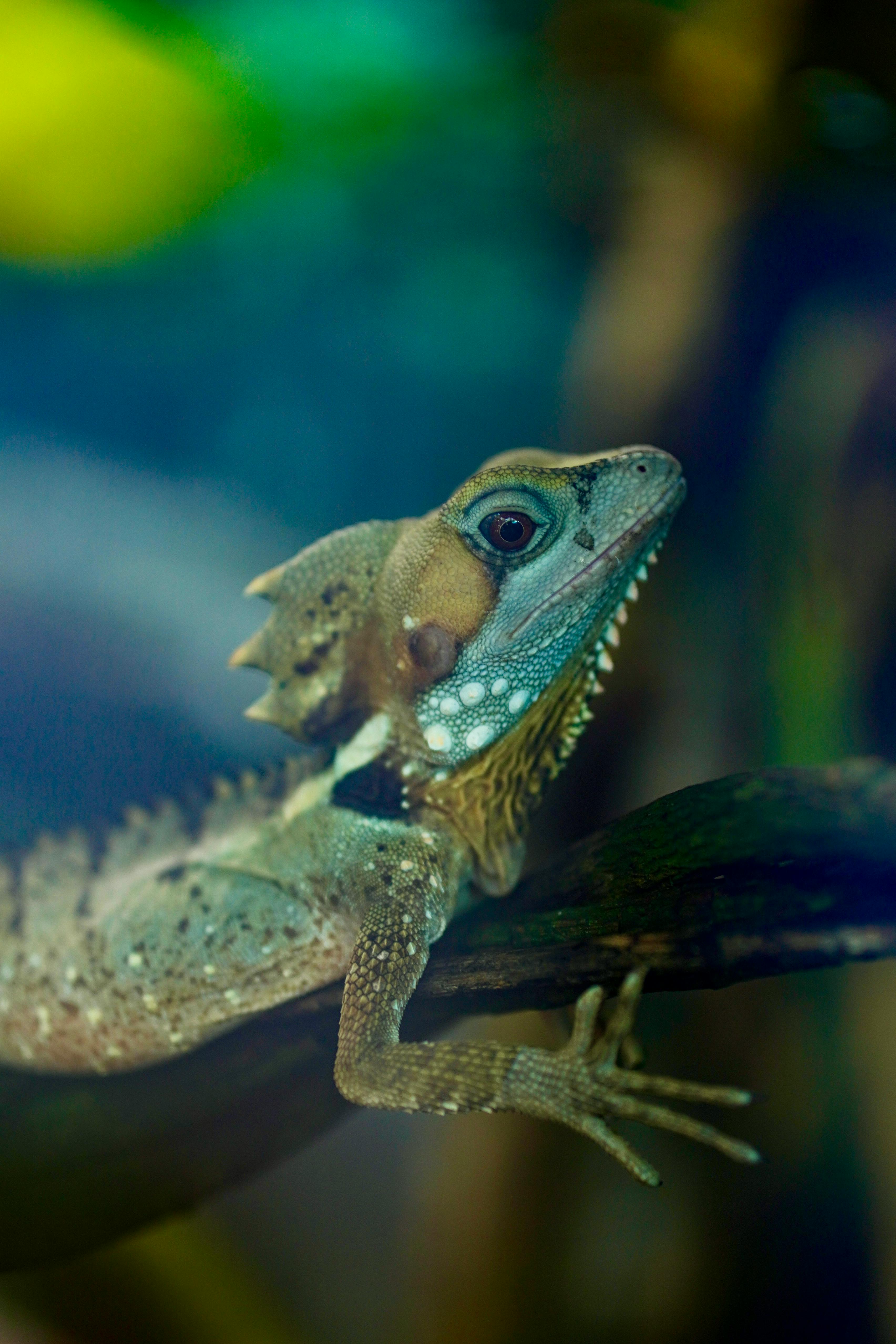 Forest Reptile Photos, Download The BEST Free Forest Reptile Stock ...