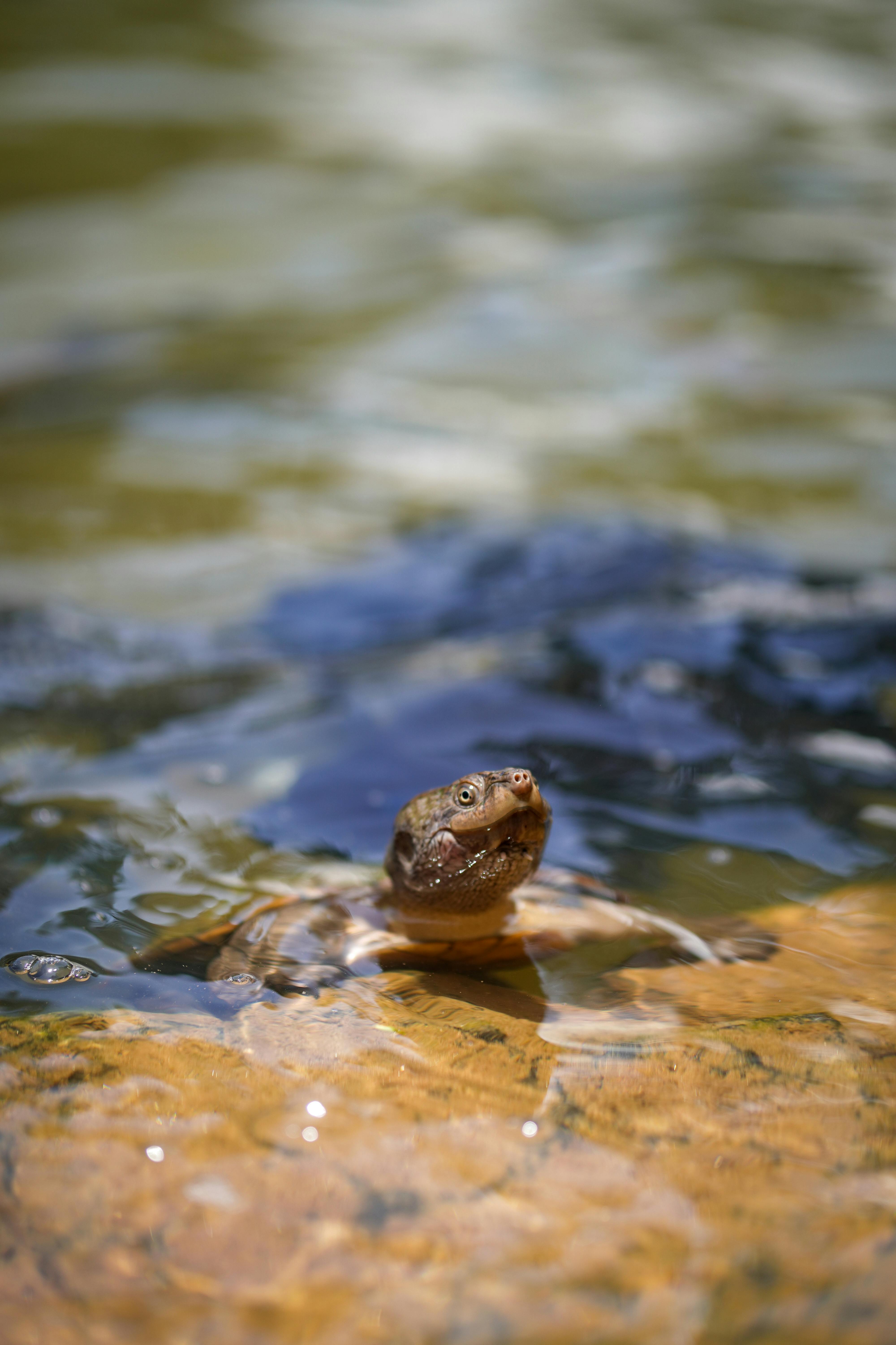 Turtle Emerging in Serene Waters · Free Stock Photo