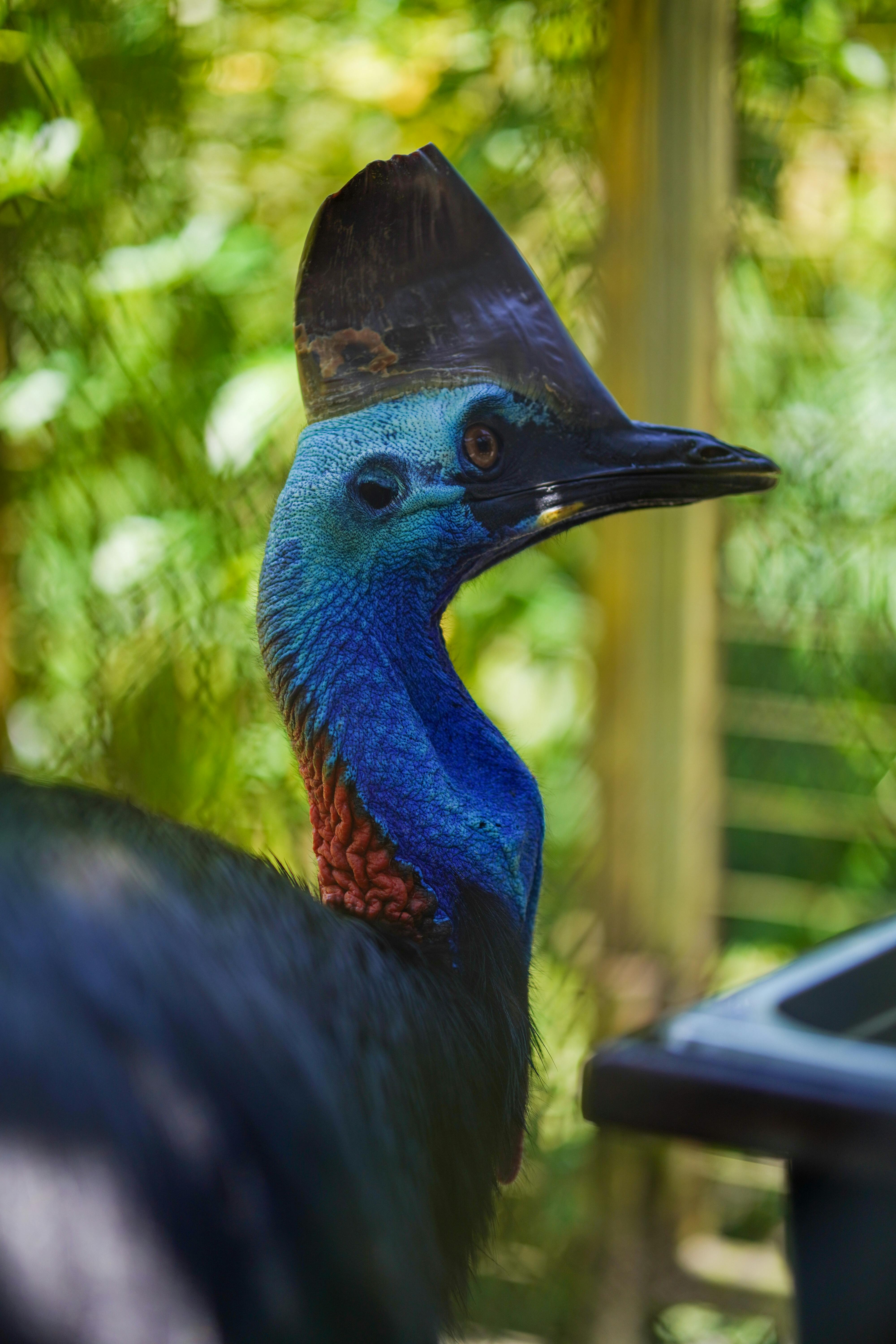 Close Up Kasuari Yang Cerah Di Habitat Alaminya · Foto Stok Gratis