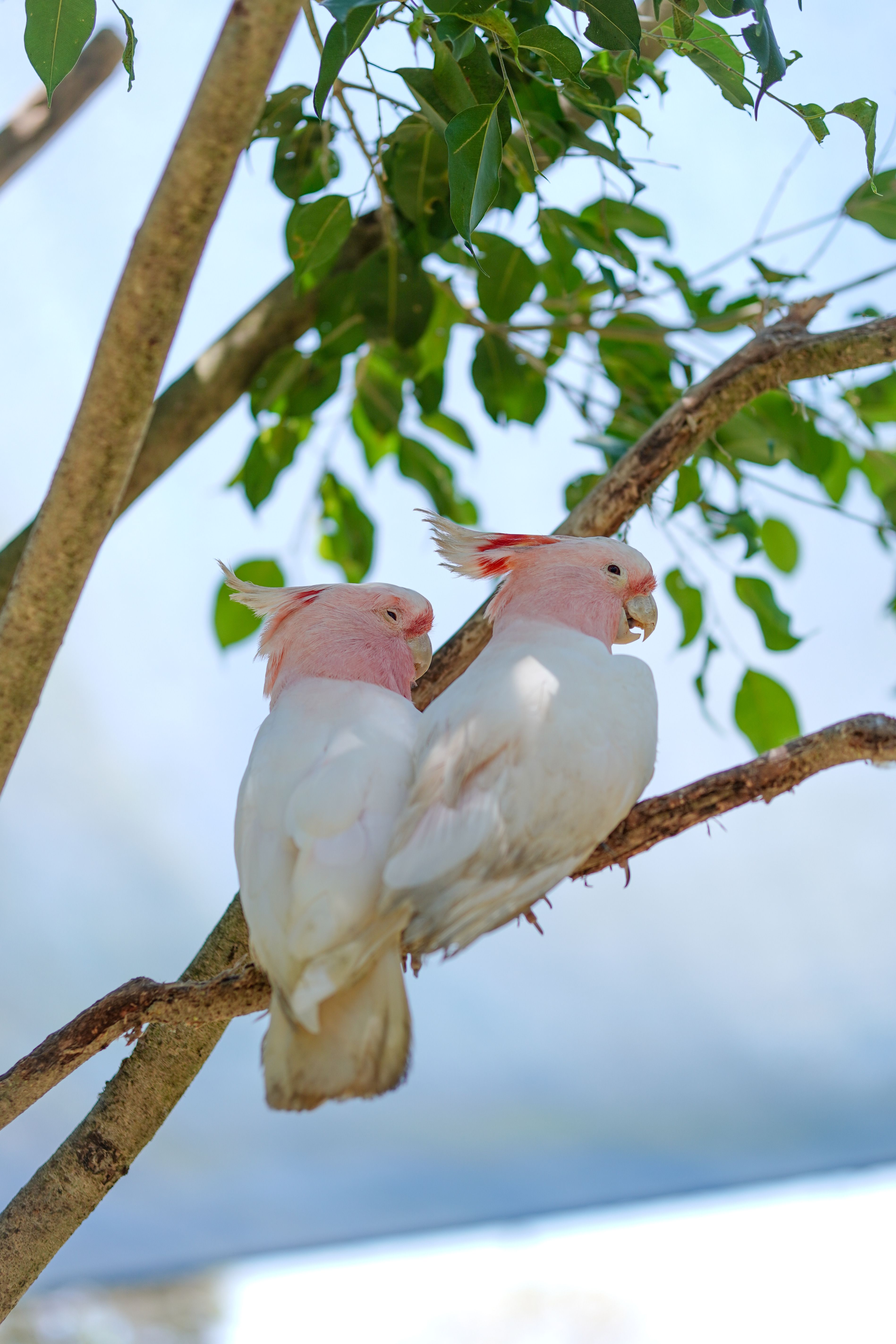 Pair of Pink Cockatoos Perched on a Branch · Free Stock Photo