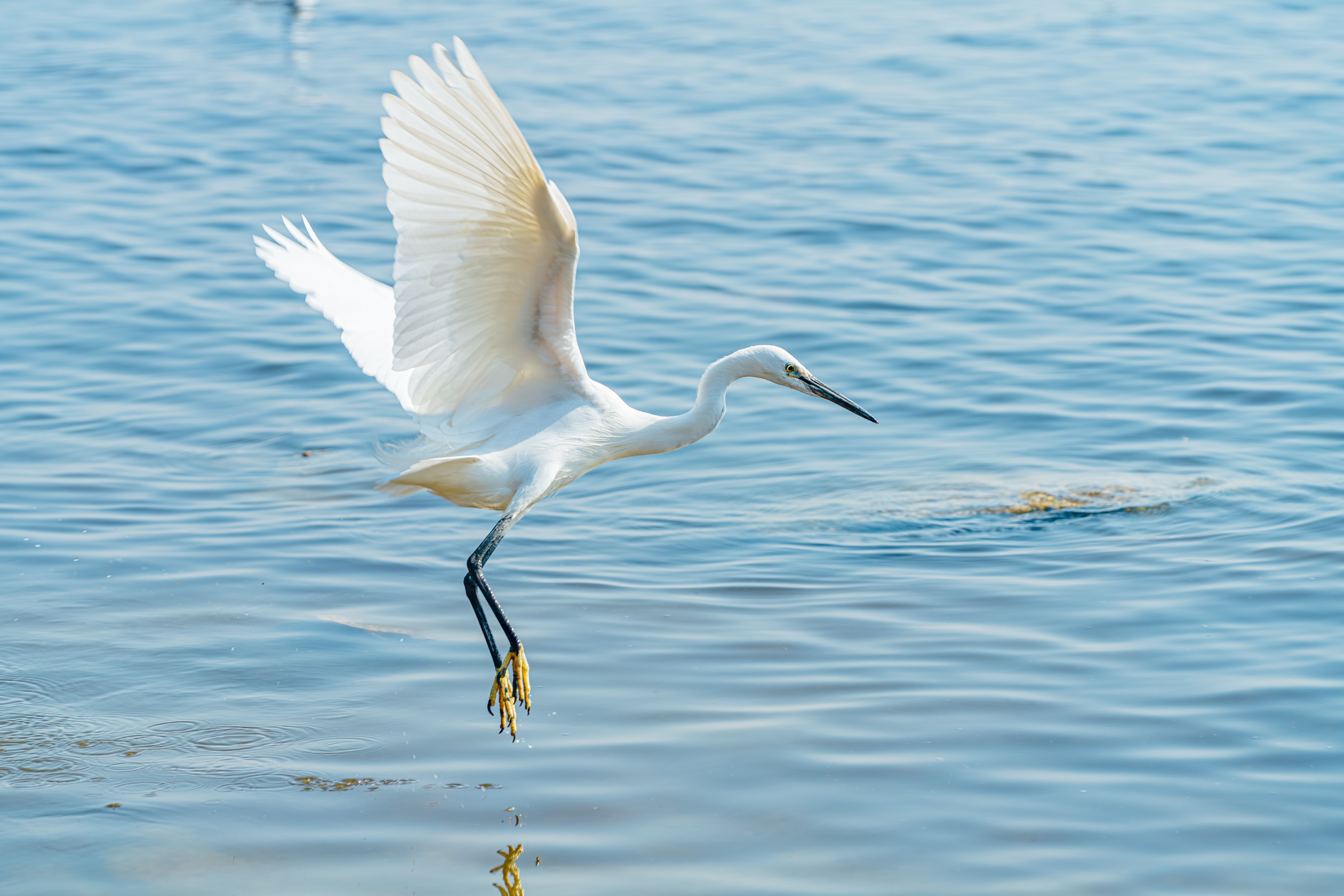 Animalia Zeme Photos, Download The BEST Free Animalia Zeme Stock Photos ...