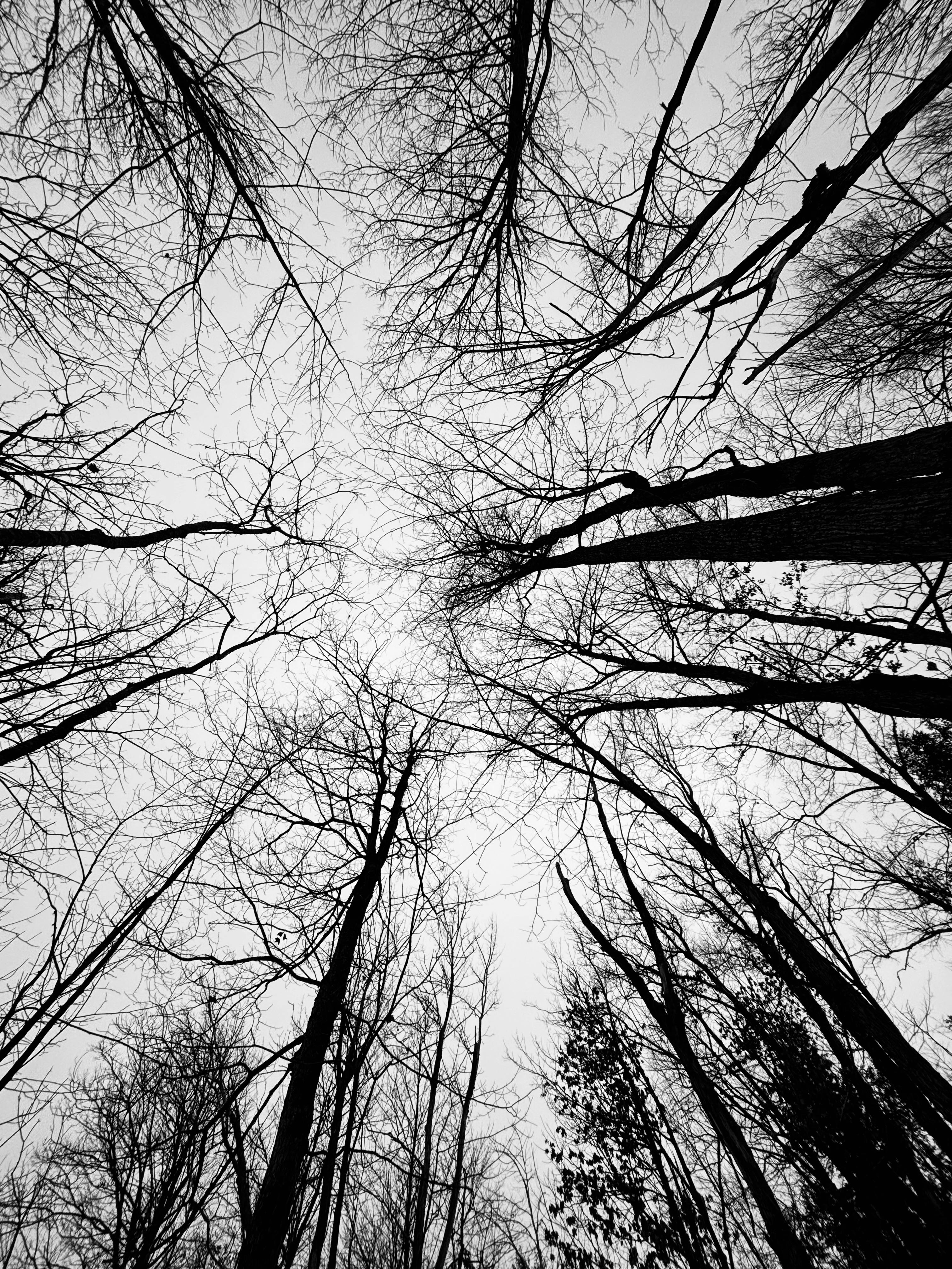 Dramatic Black and White Winter Trees Skyline · Free Stock Photo
