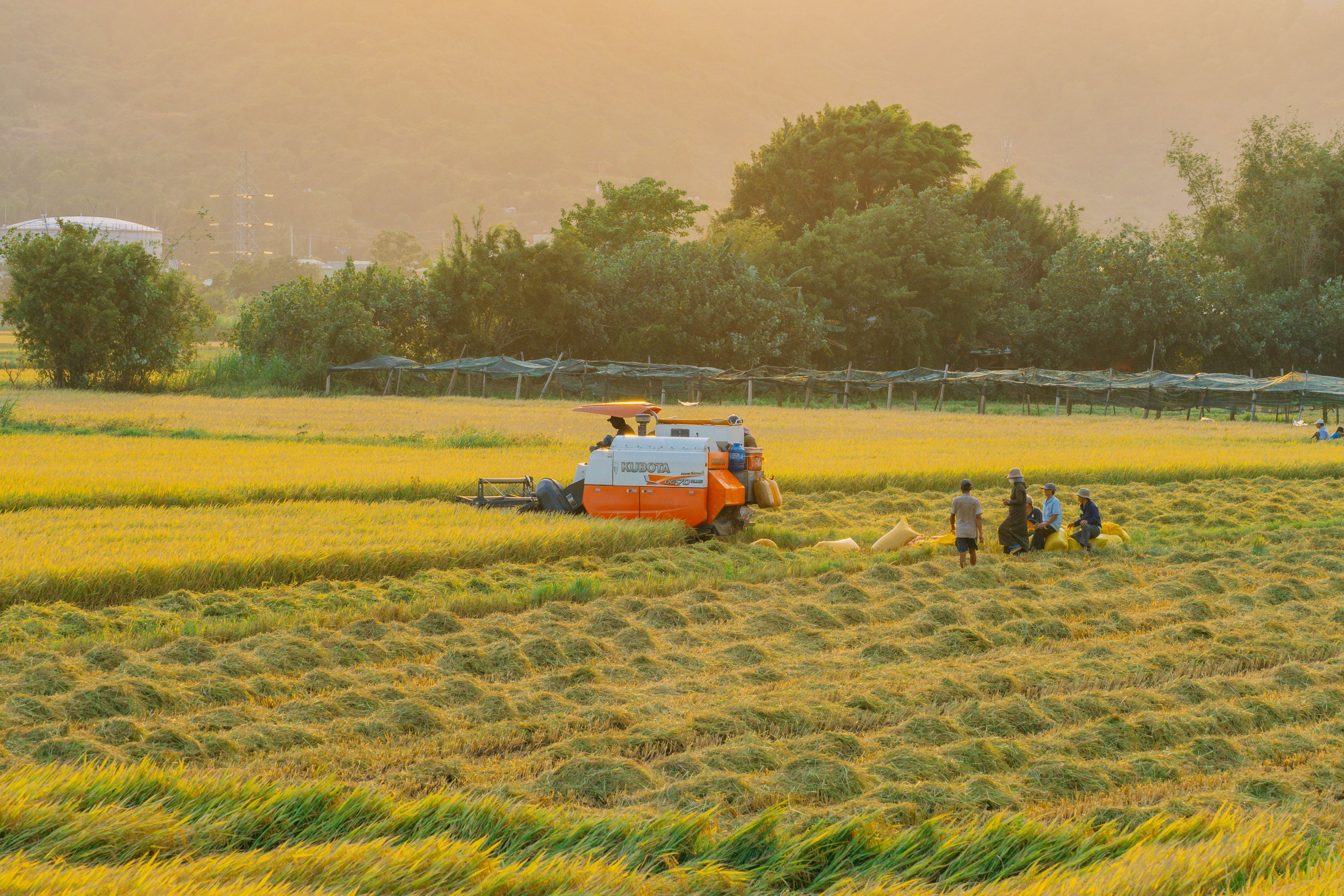 Free Rice Fields Photos, Download The BEST Free Free Rice Fields Stock ...