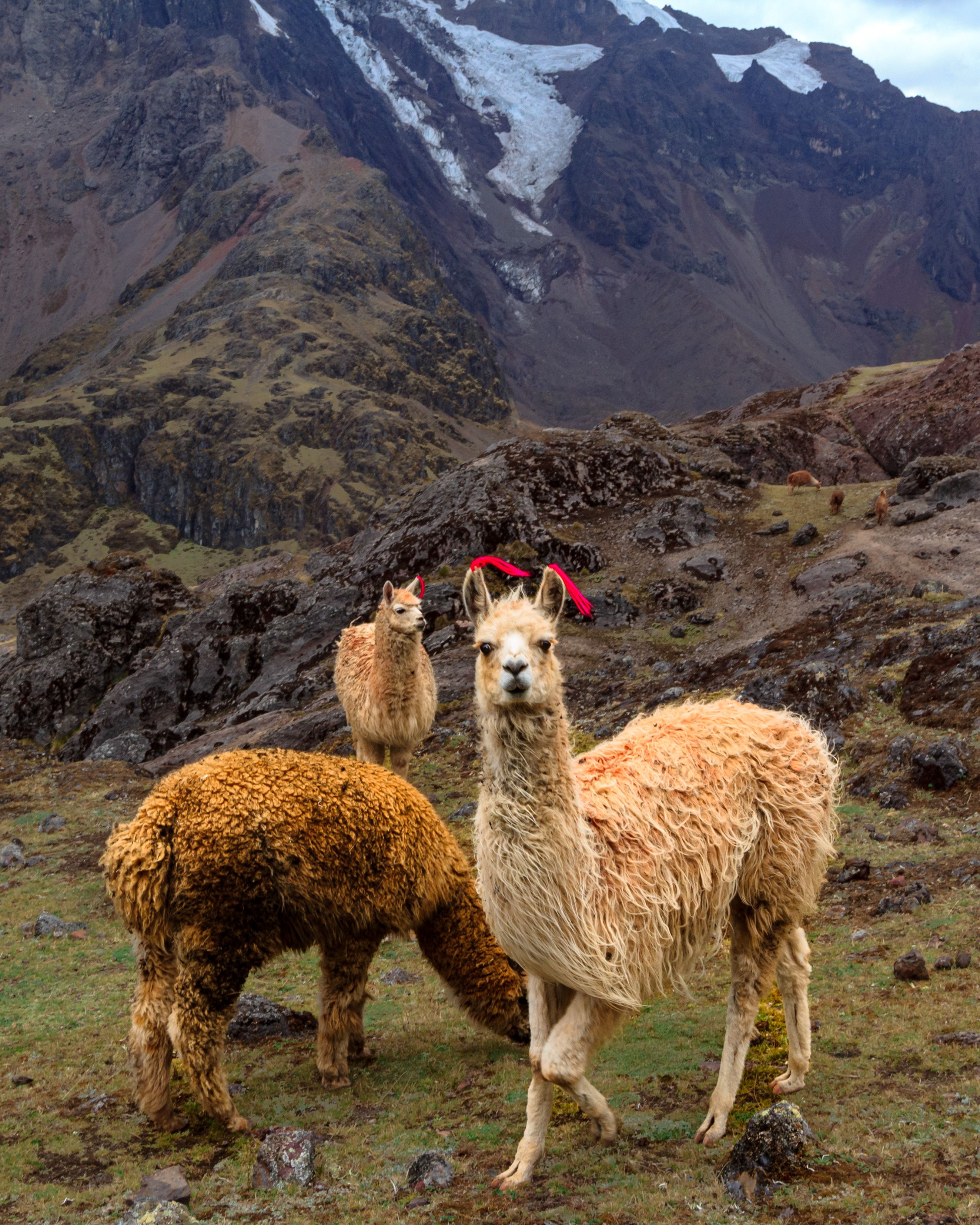 Alpacas Grazing in the Andes Mountains · Free Stock Photo