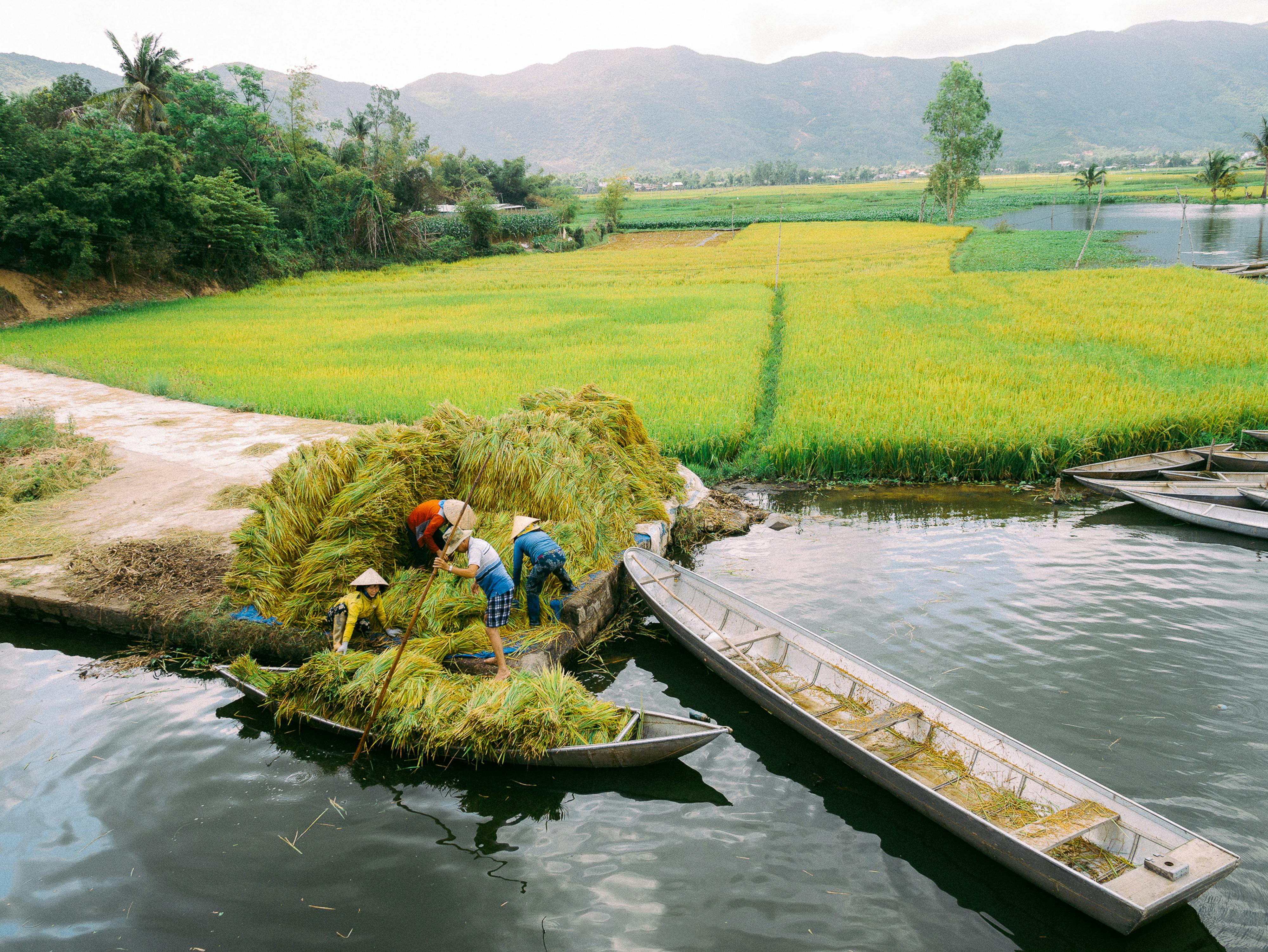 Harvesting Rice in Vibrant Asian Landscape · Free Stock Photo