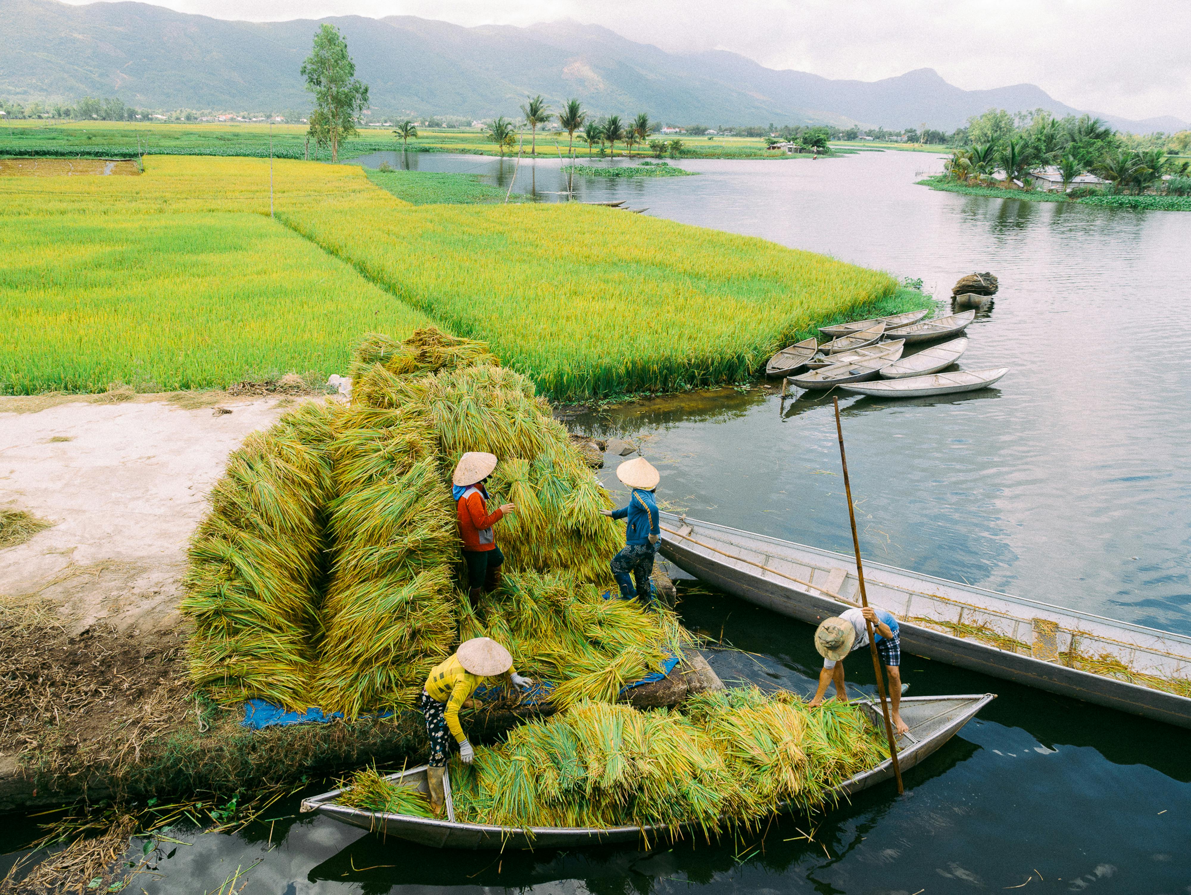 Rural farmers harvesting rice by river · Free Stock Photo