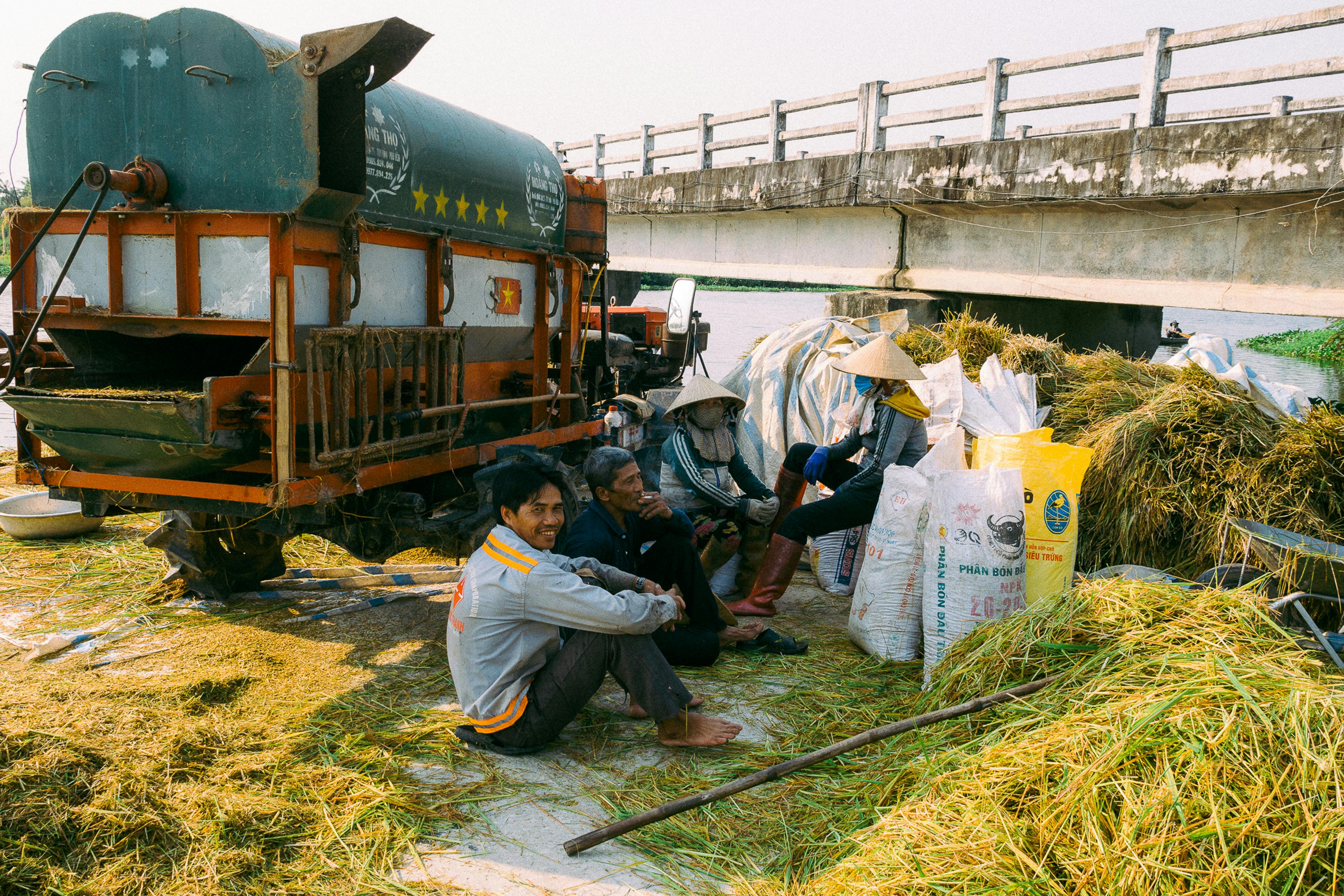 Memanen Padi Di Sawah Di Vietnam · Foto Stok Gratis