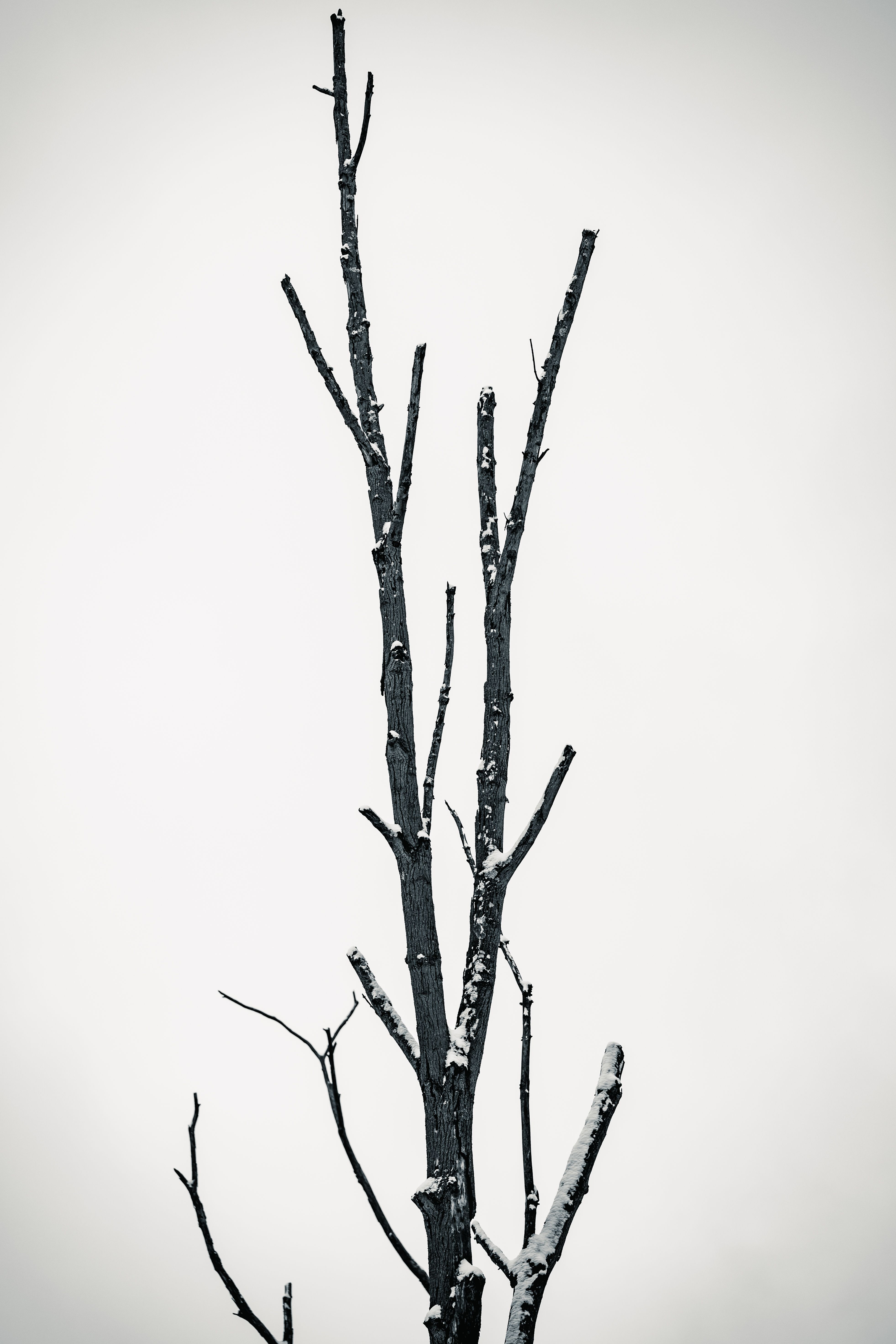 Minimalist Winter Tree Branches with Snow · Free Stock Photo
