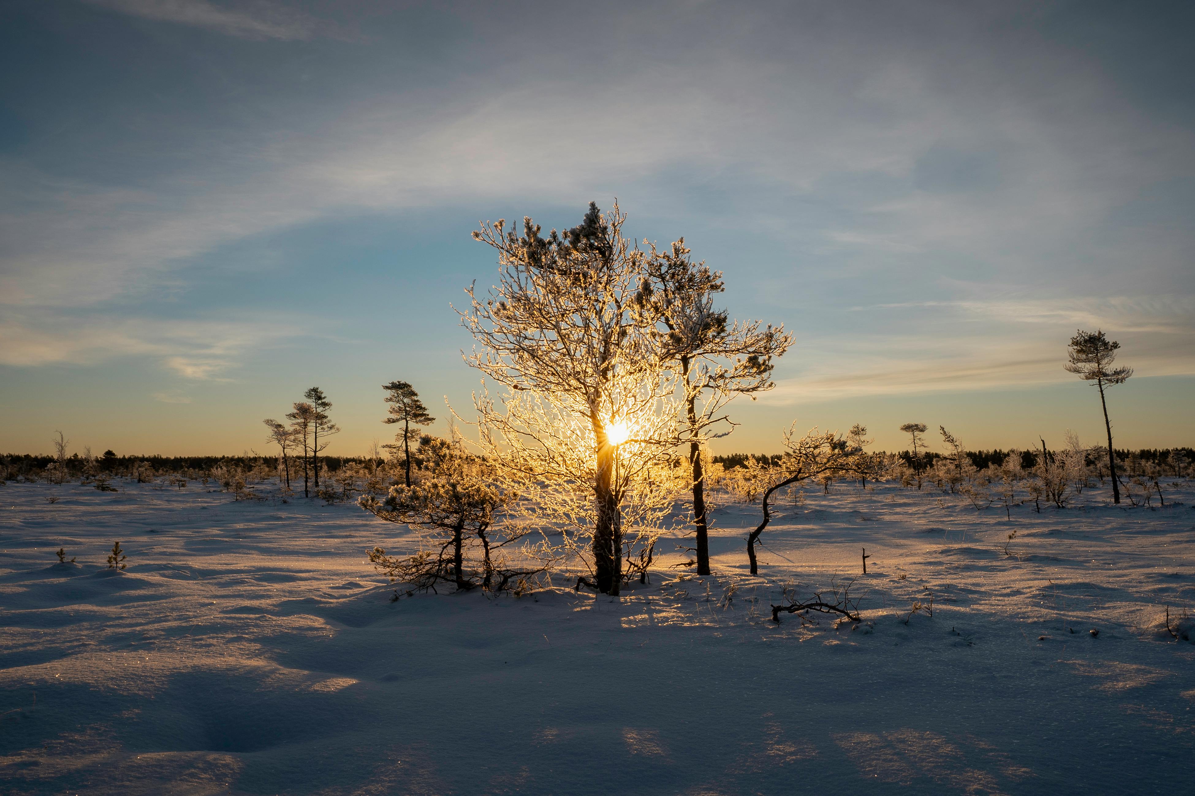 Sunrise Swamp Photos, Download The BEST Free Sunrise Swamp Stock Photos ...