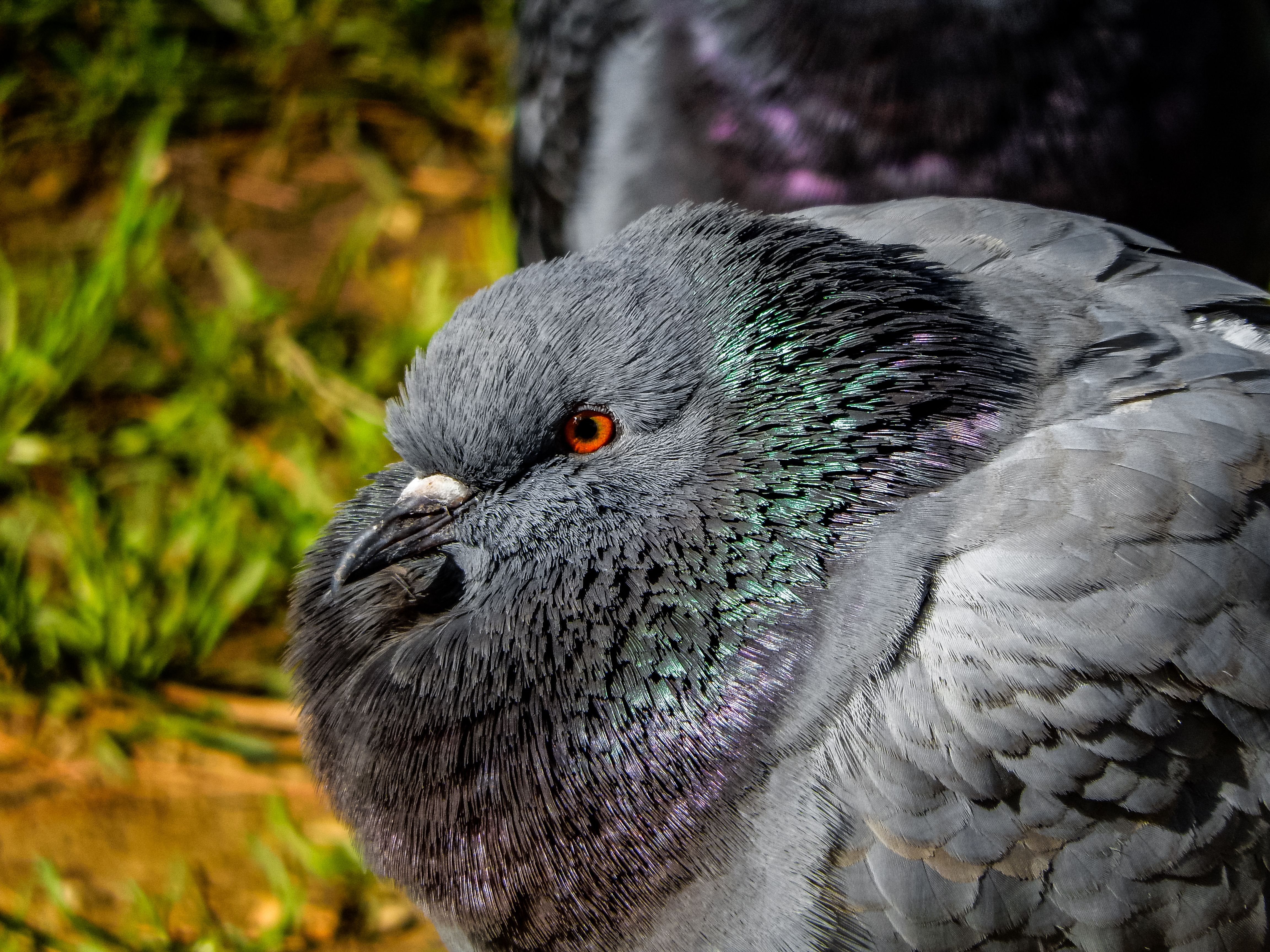 Close-up of a Rock Pigeon with Iridescent Feathers · Free Stock Photo